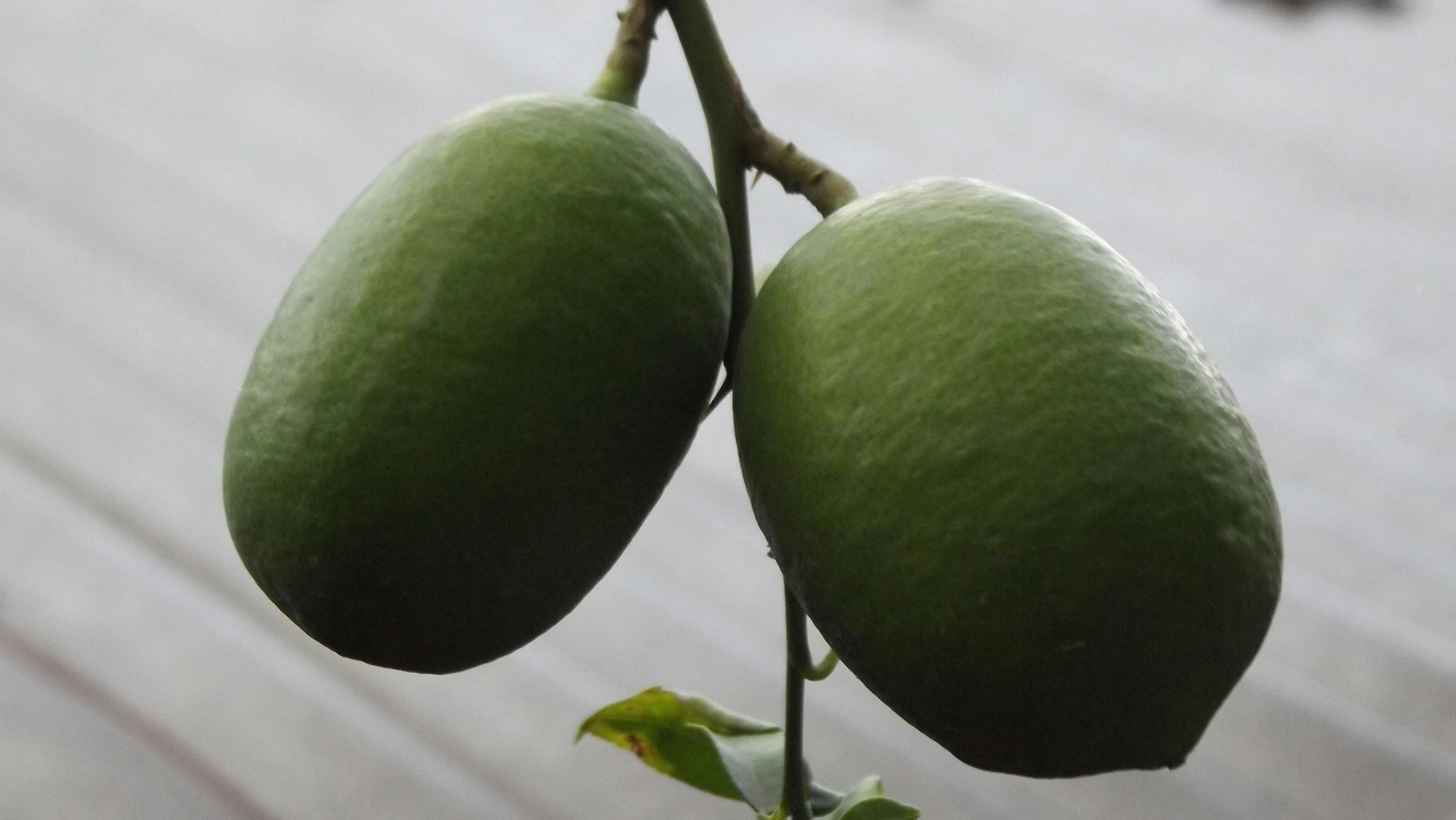 Free stock photo of green, Lemon Pair, lemons