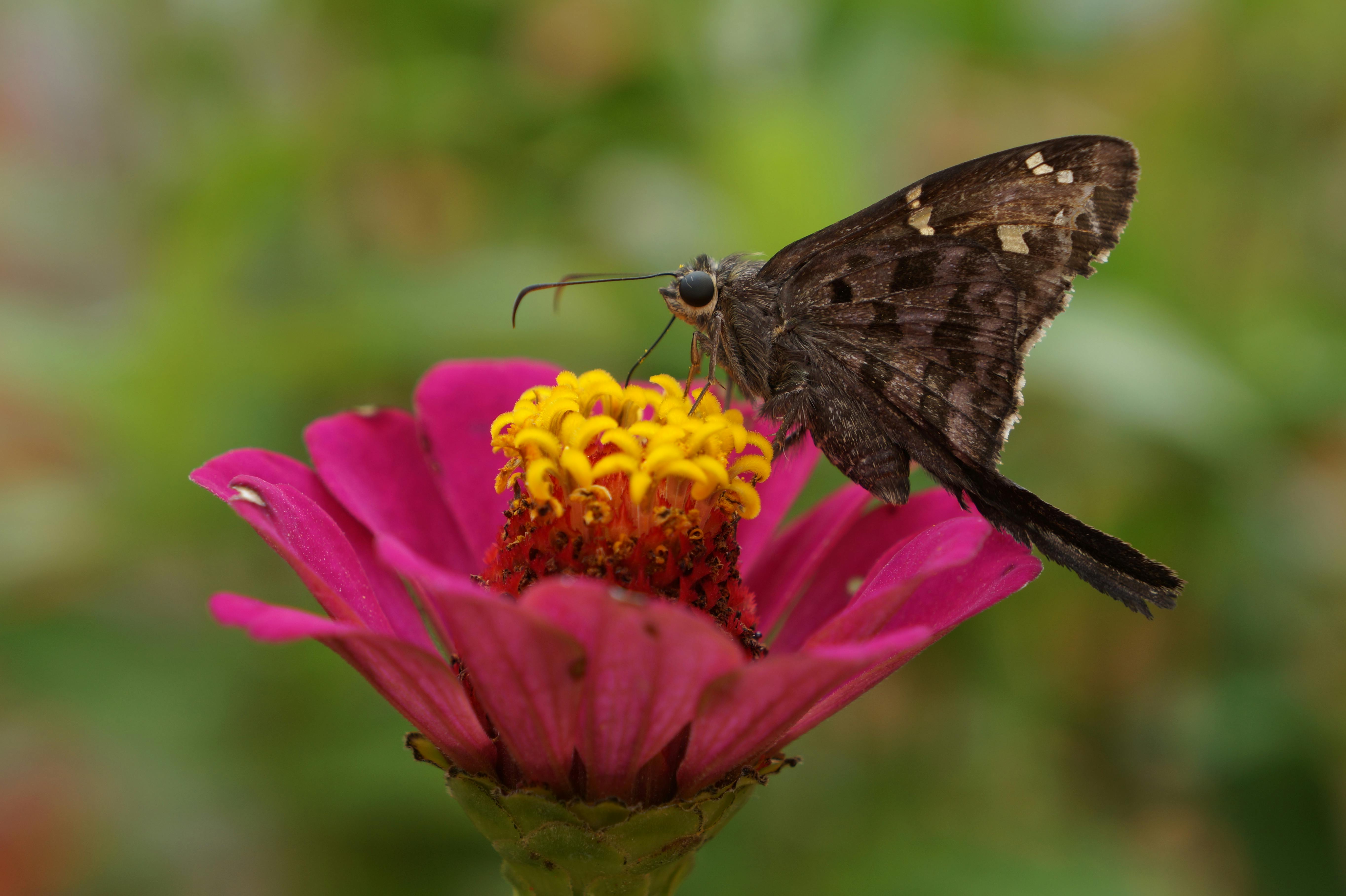 Hummingbird moth collecting sweet pollen from purple flower · Free ...