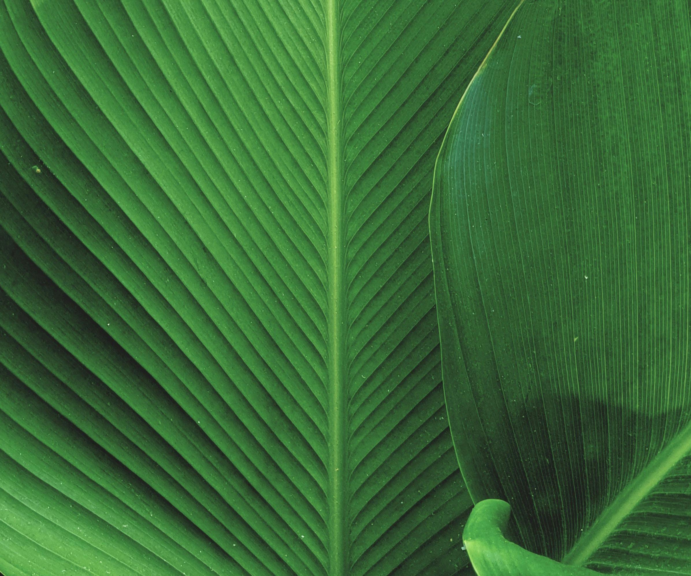 A Close-Up Shot of Banana Leaves · Free Stock Photo