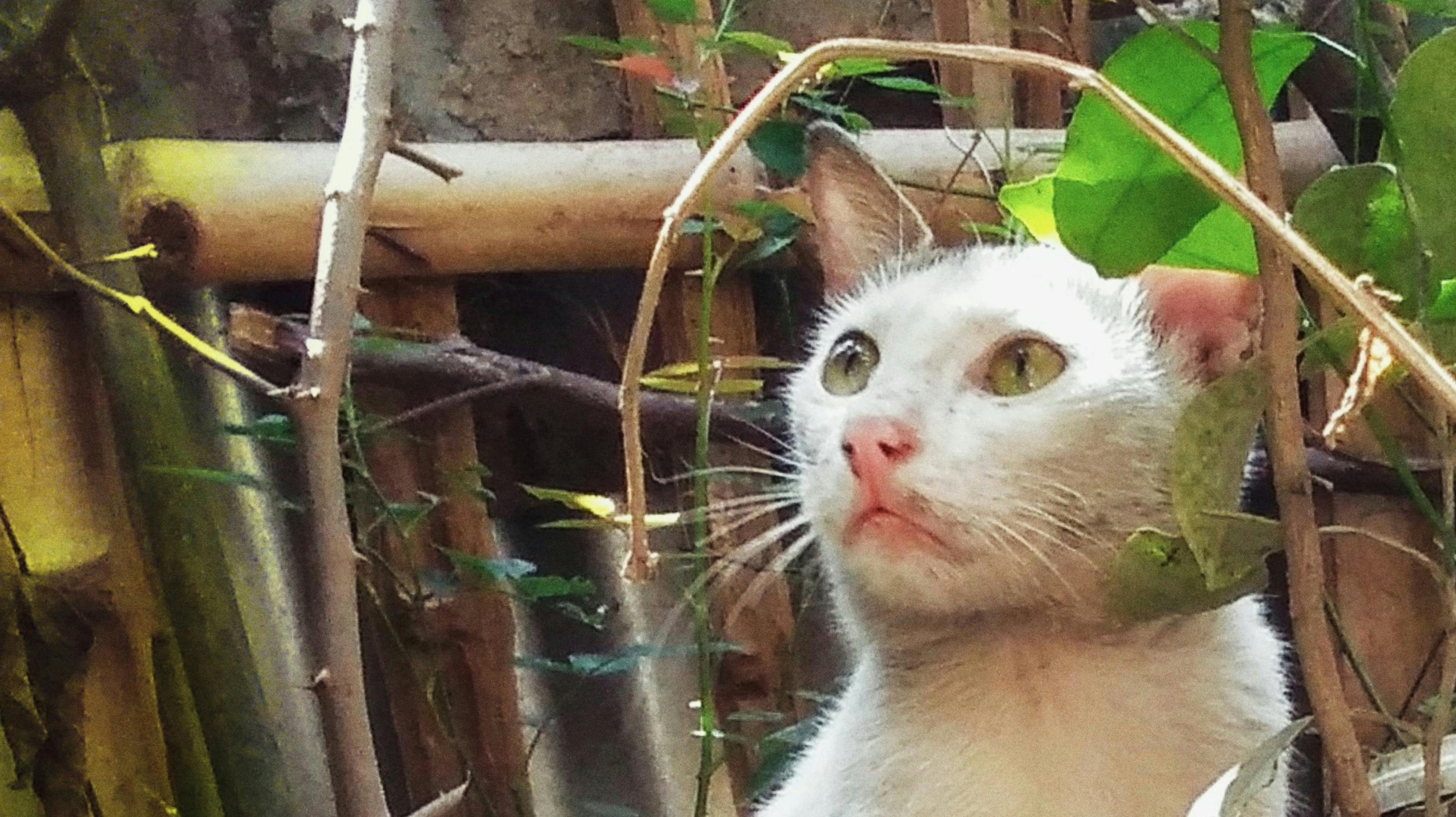 Nuruzzaman Rezu - 사진