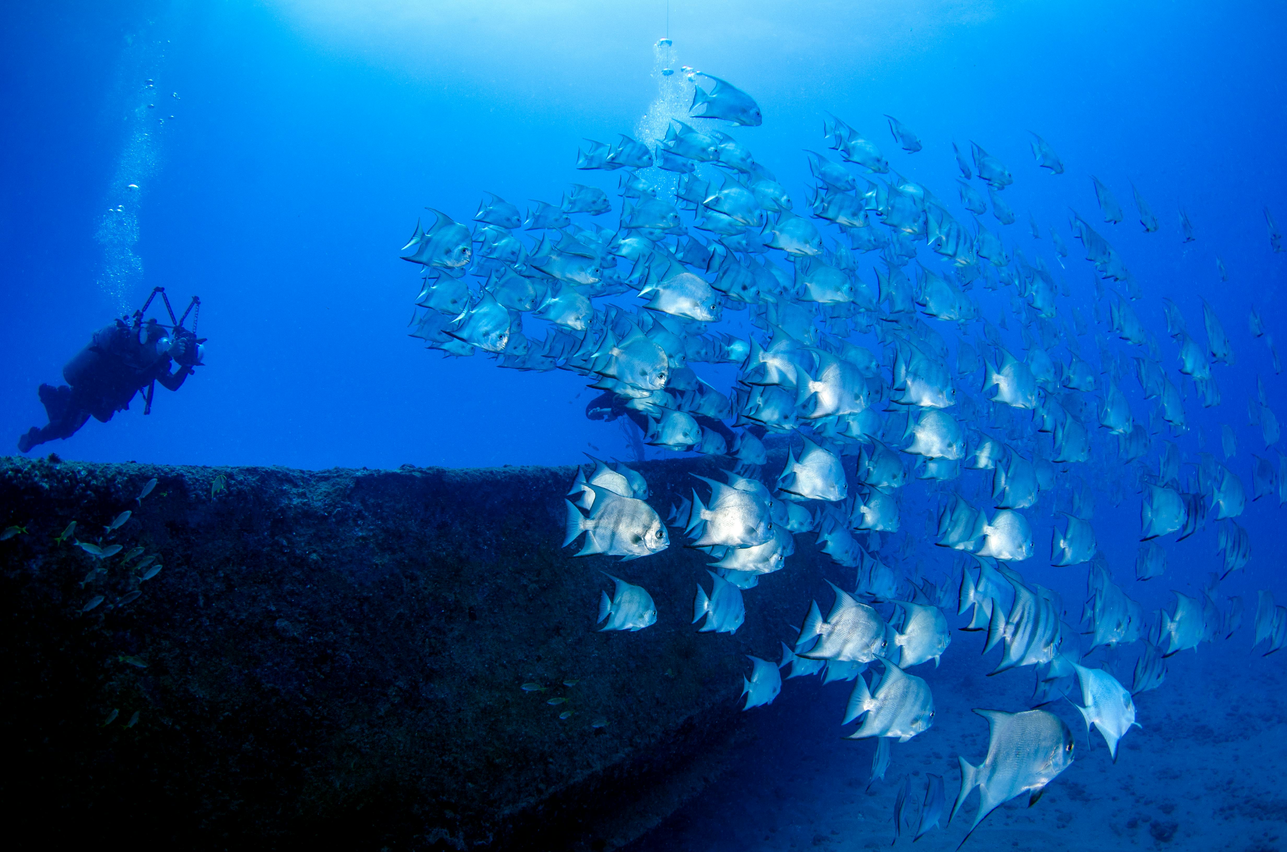 Close-up Photo of an Arowana Fish · Free Stock Photo