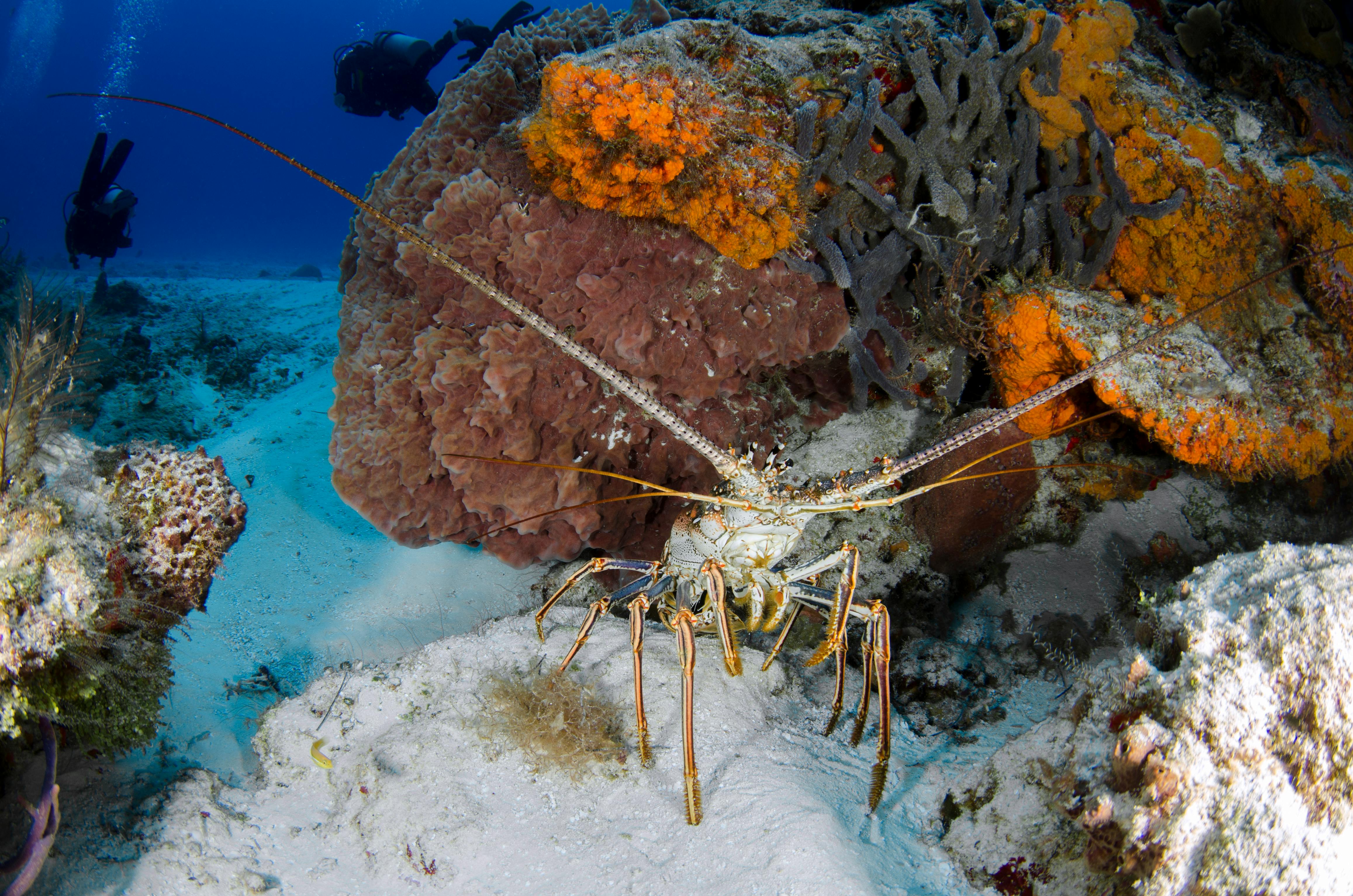 A Crustacean Under the Sea · Free Stock Photo