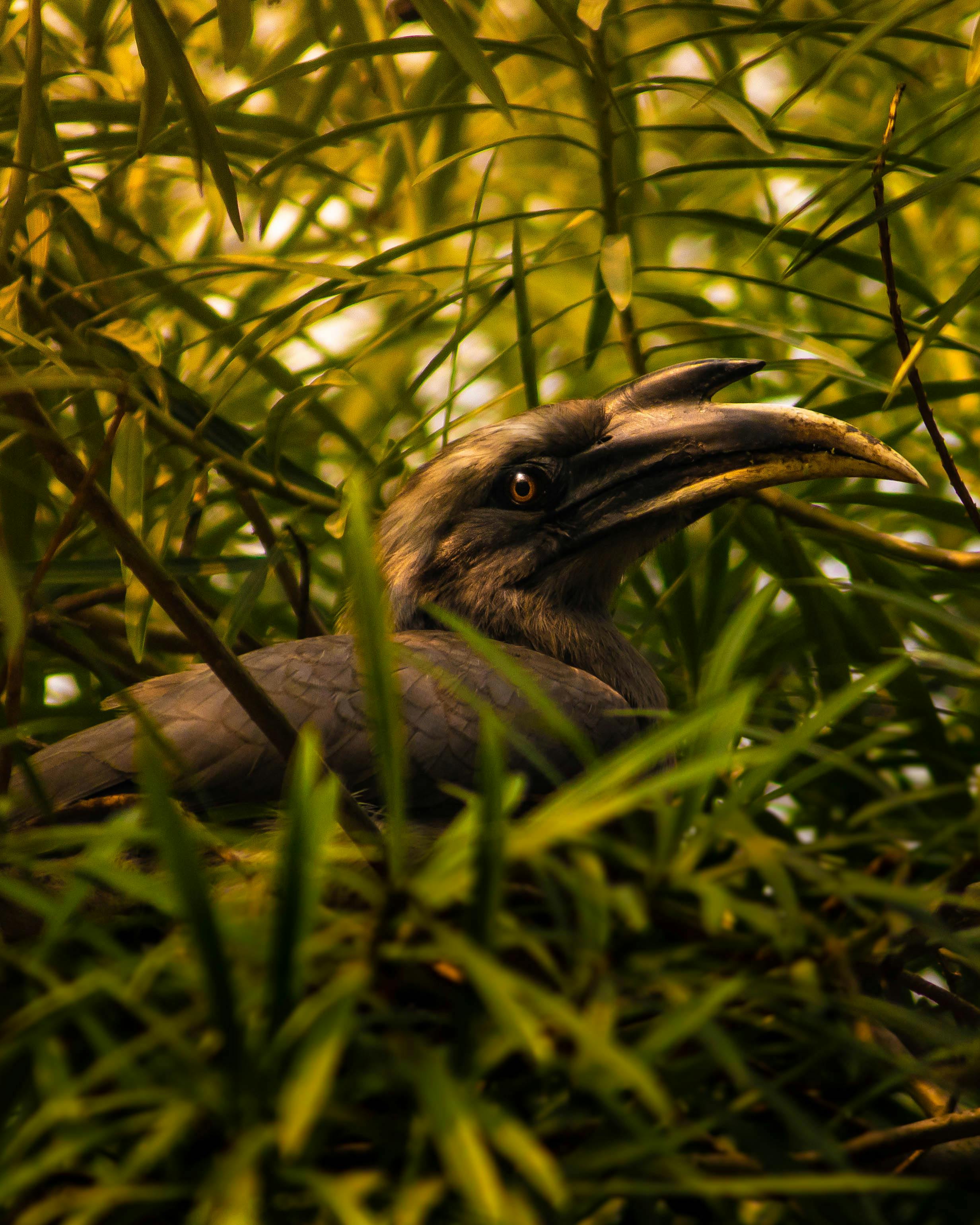 Black Bird with Long Beak · Free Stock Photo