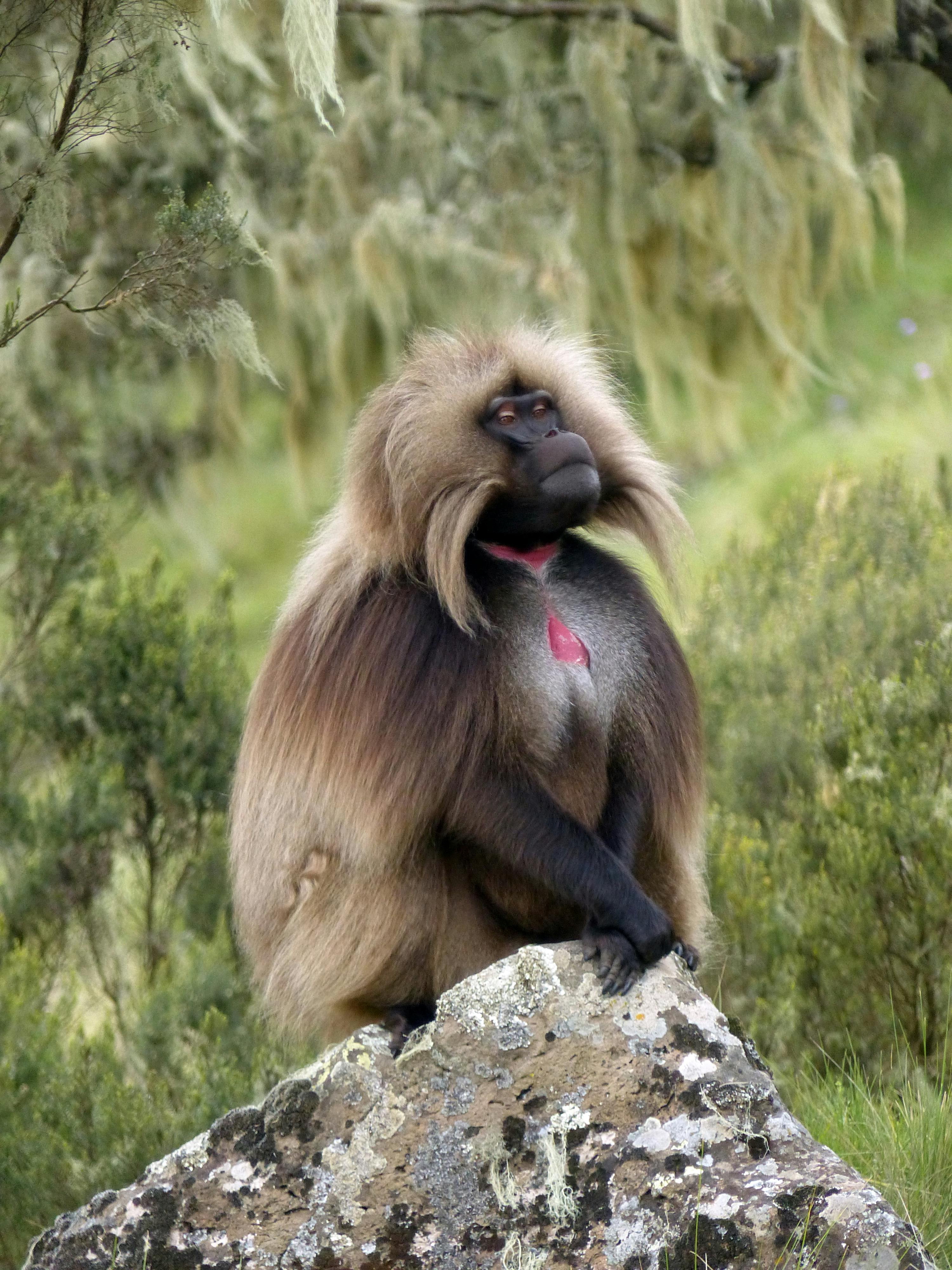 Five Monkey Huddled Together Outdoor during Daytime · Free Stock Photo