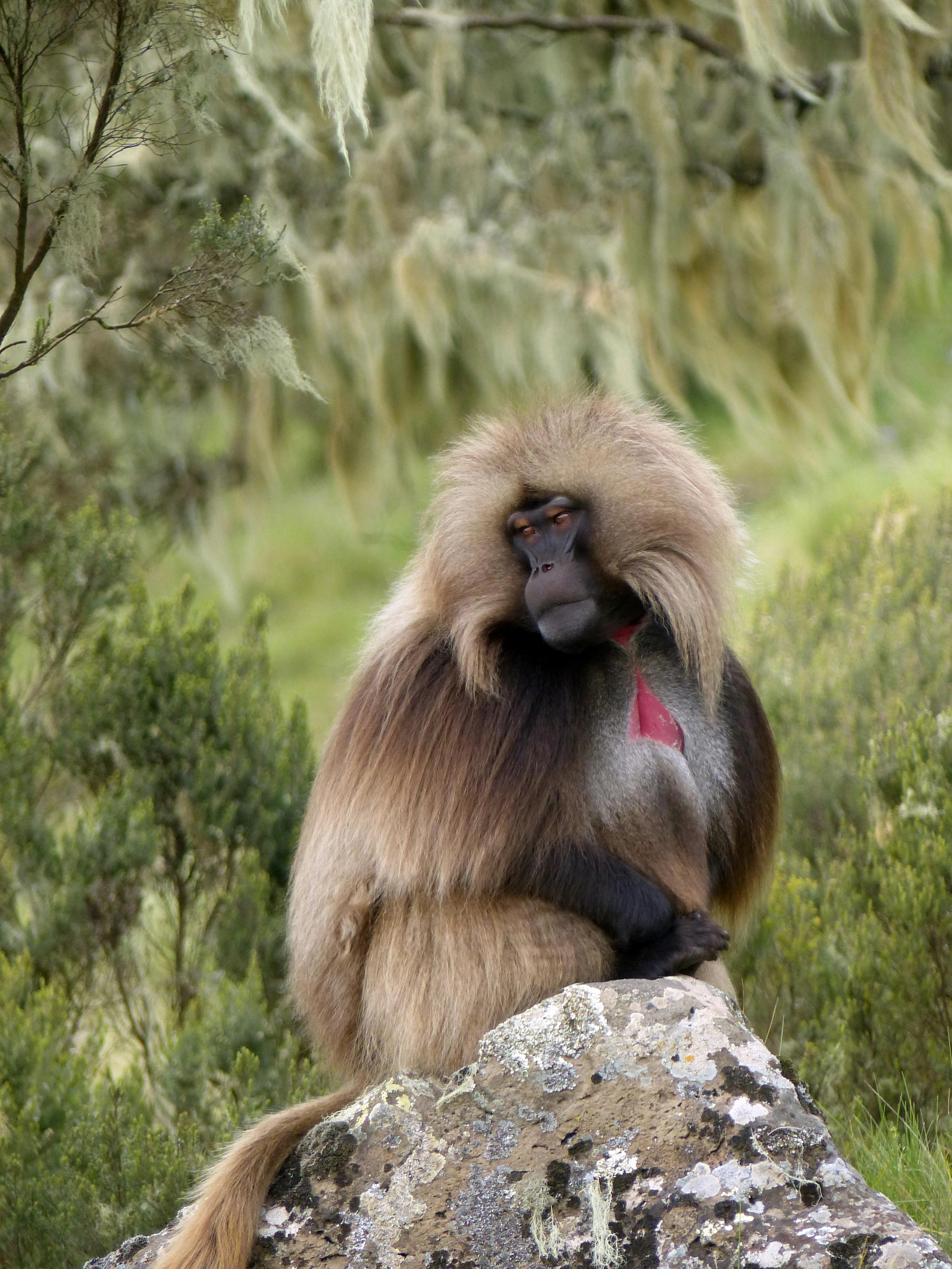 Ethiopia Red Chested Baboons Photos, Download The BEST Free Ethiopia ...
