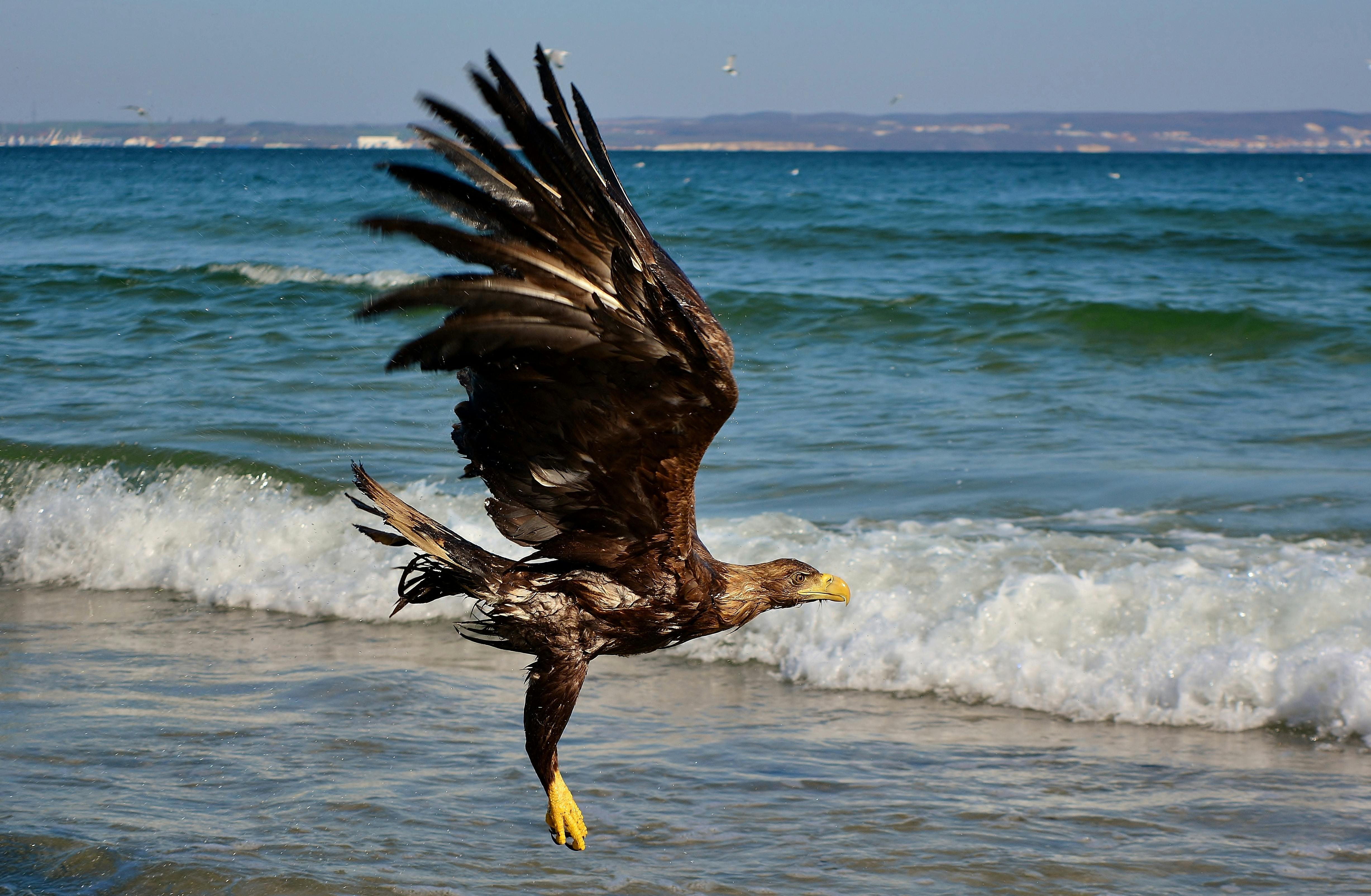 An Eagle Flying Over the Sea · Free Stock Photo