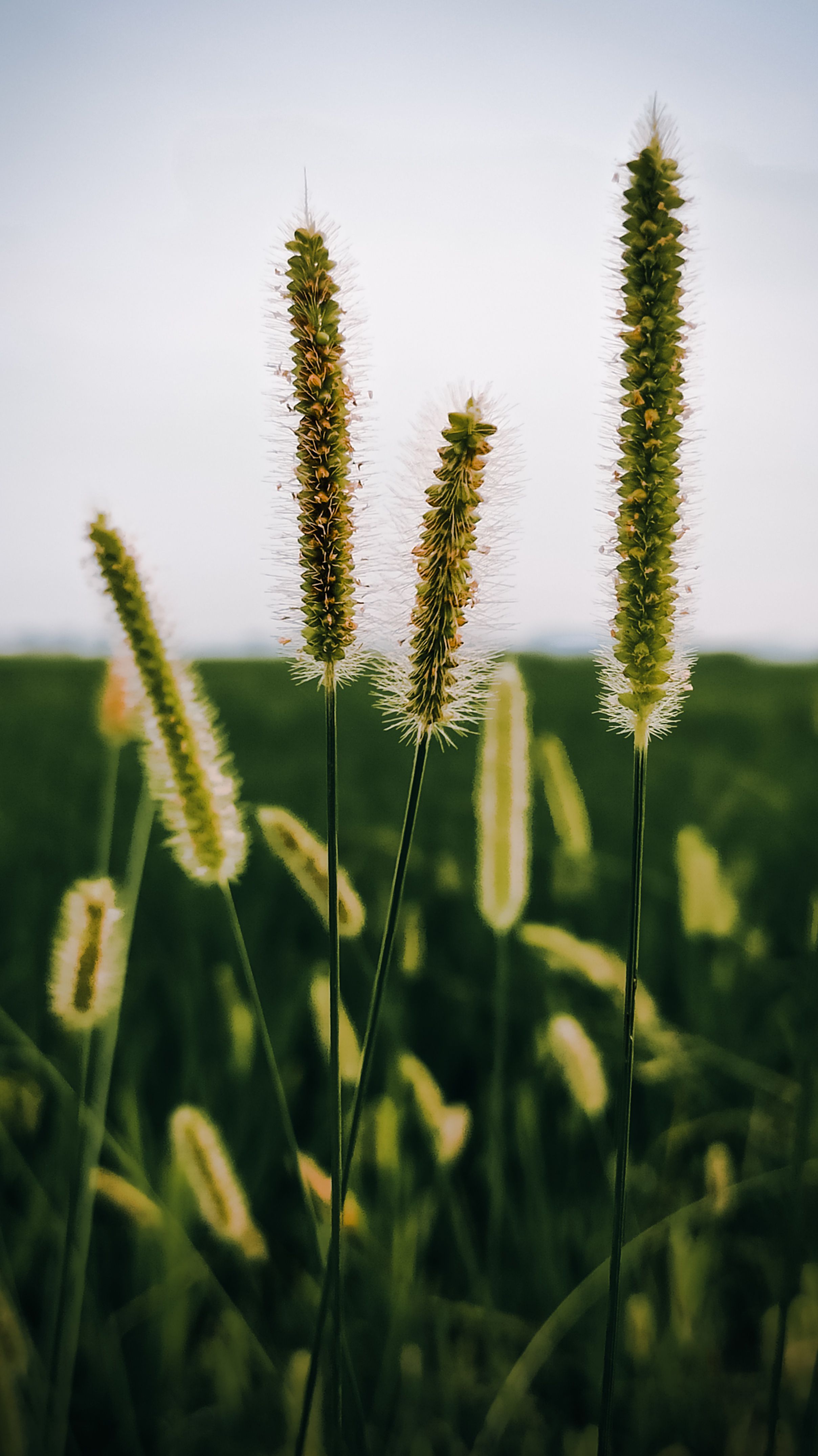 Back View Shot of a Person Running on Grass Field · Free Stock Photo