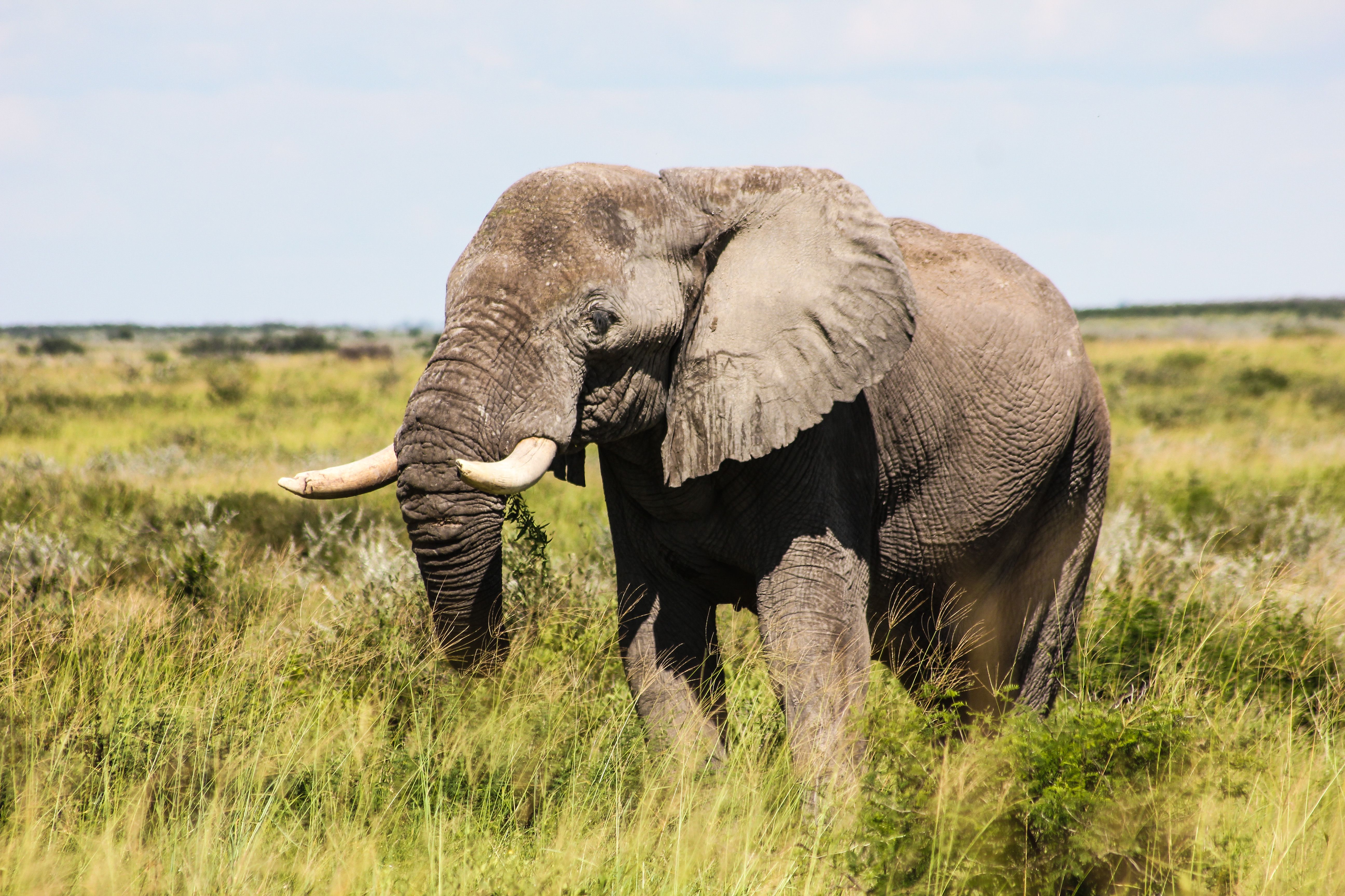 Elephant On Green Grass Field · Free Stock Photo