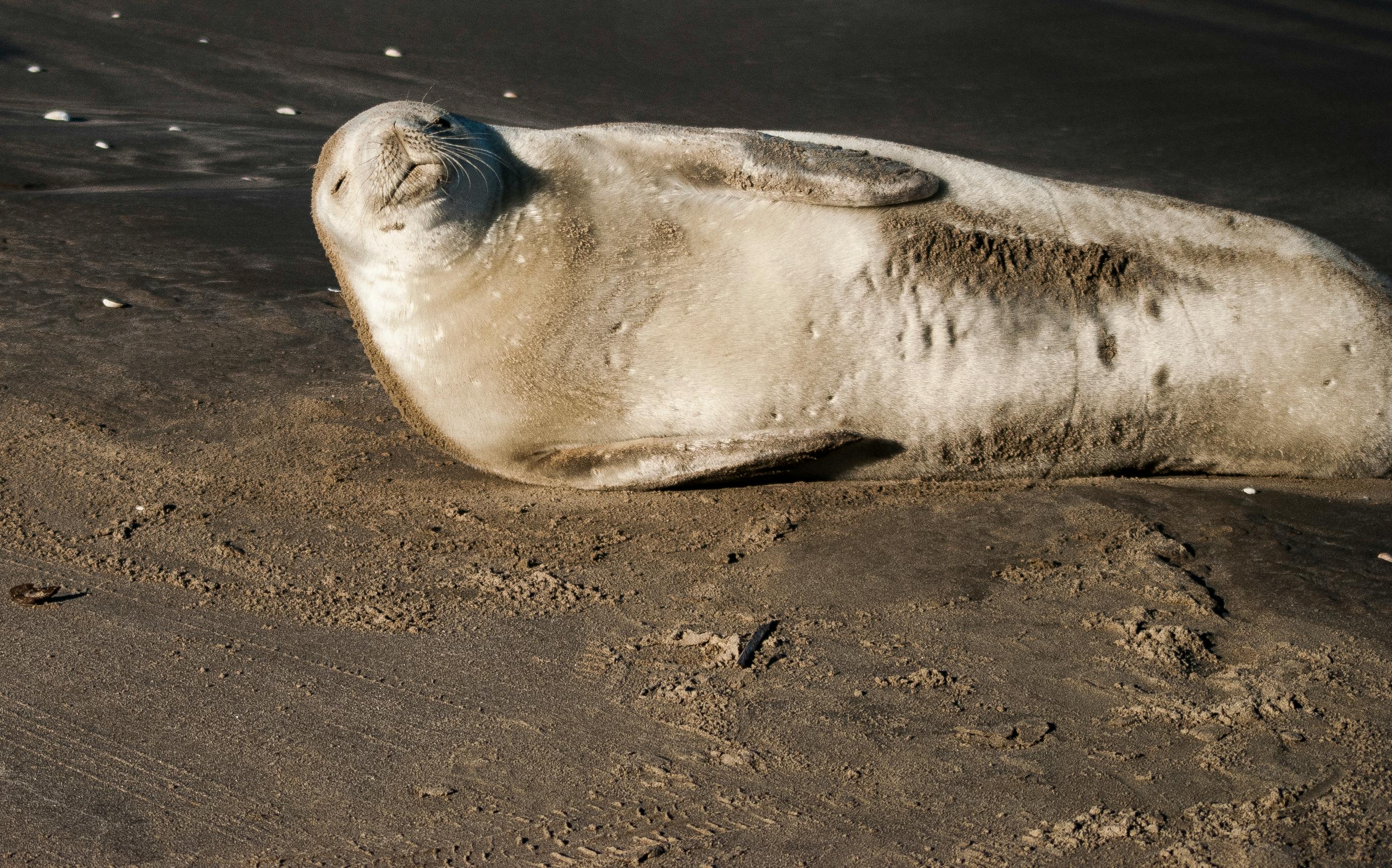 Ground Seal Photos, Download The BEST Free Ground Seal Stock Photos ...