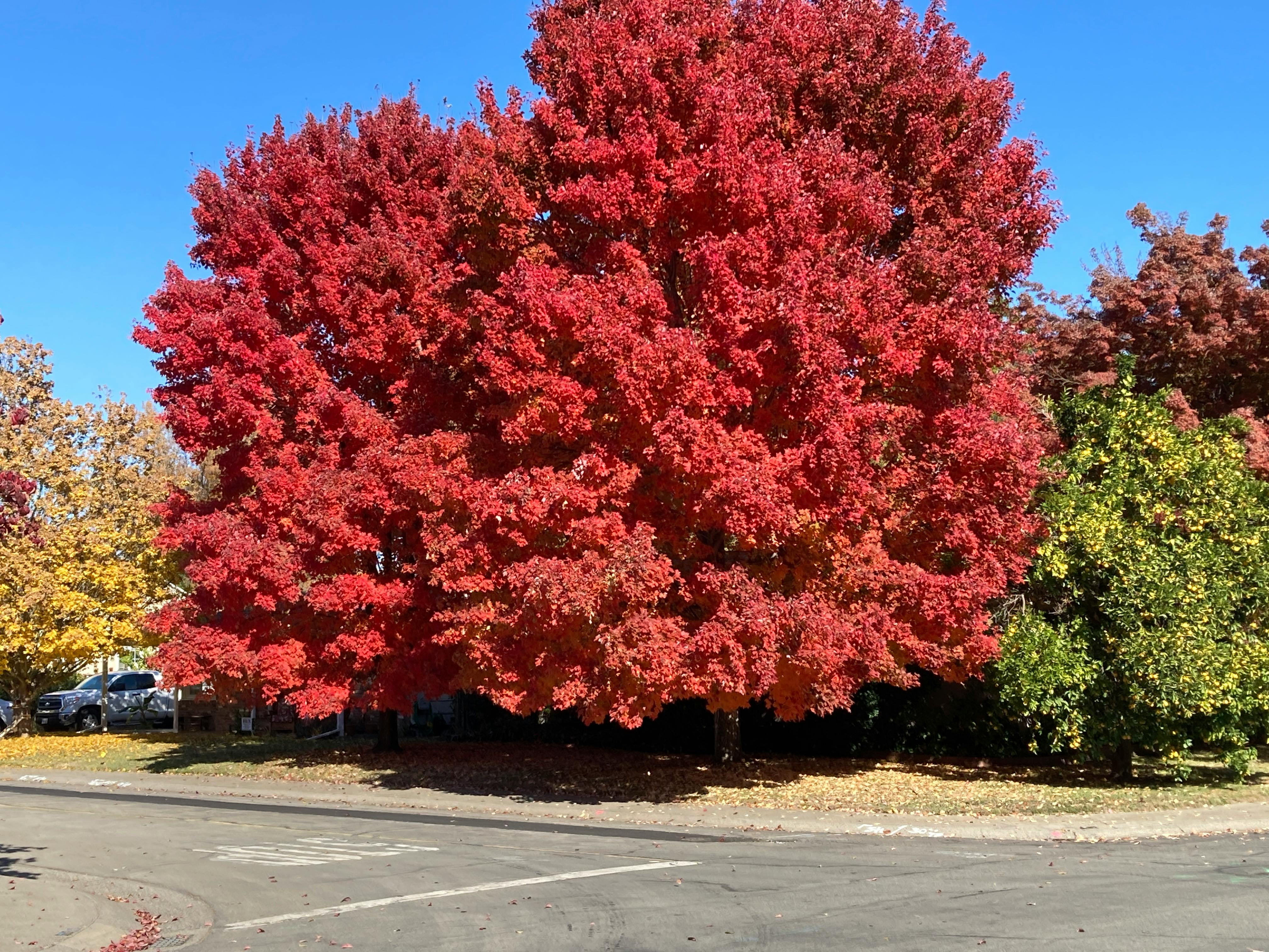 Carol McCormick - Photographie