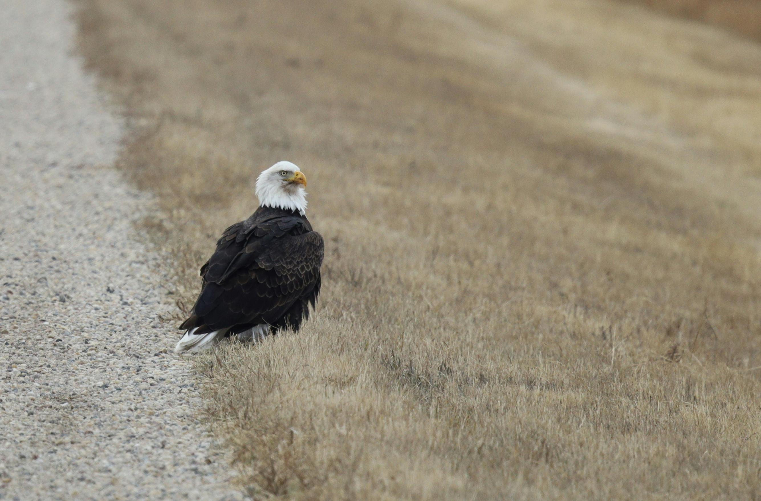 Bald Eagle on Brown Grass Field · Free Stock Photo