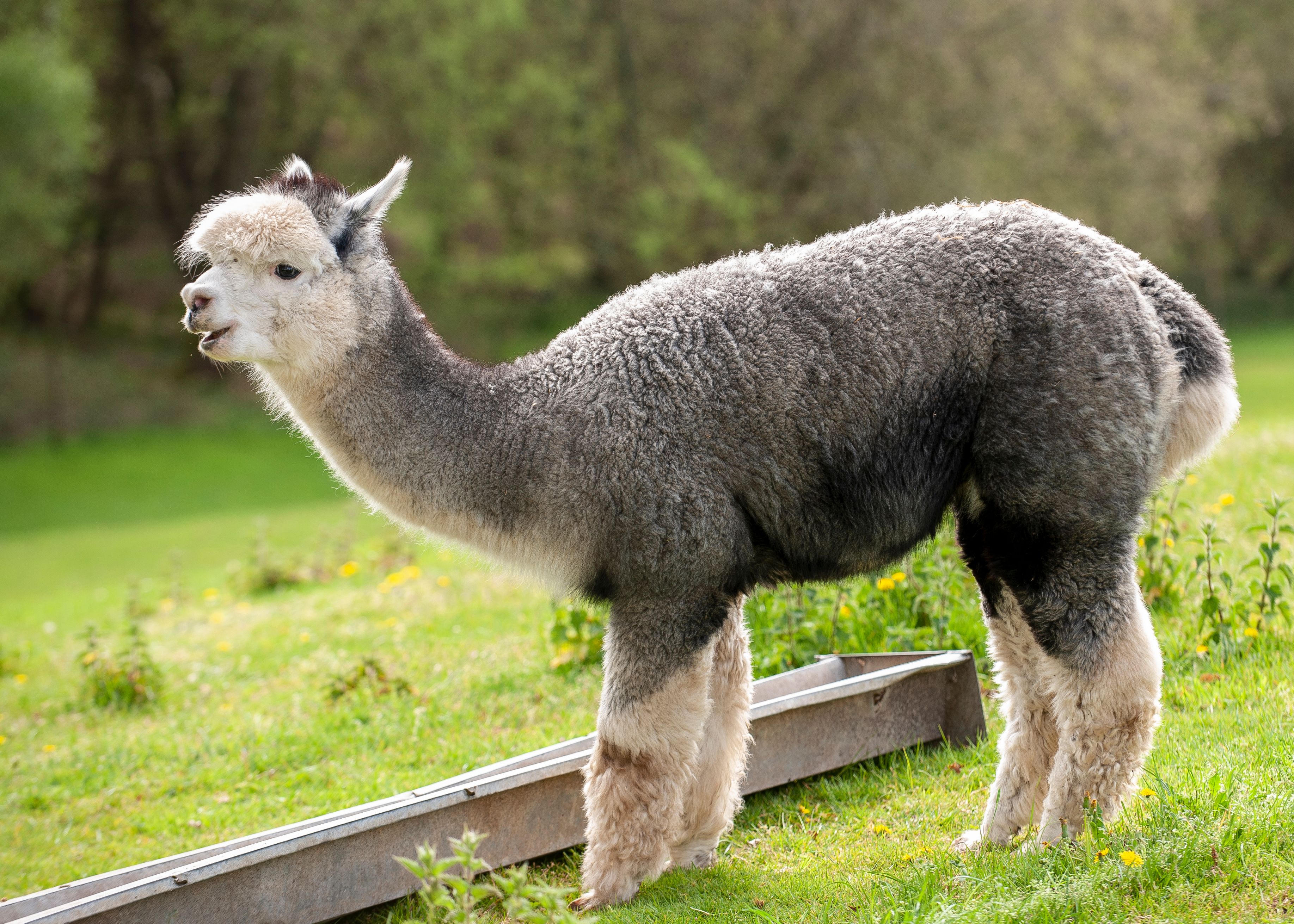Photo Of Huacaya Alpaca · Free Stock Photo