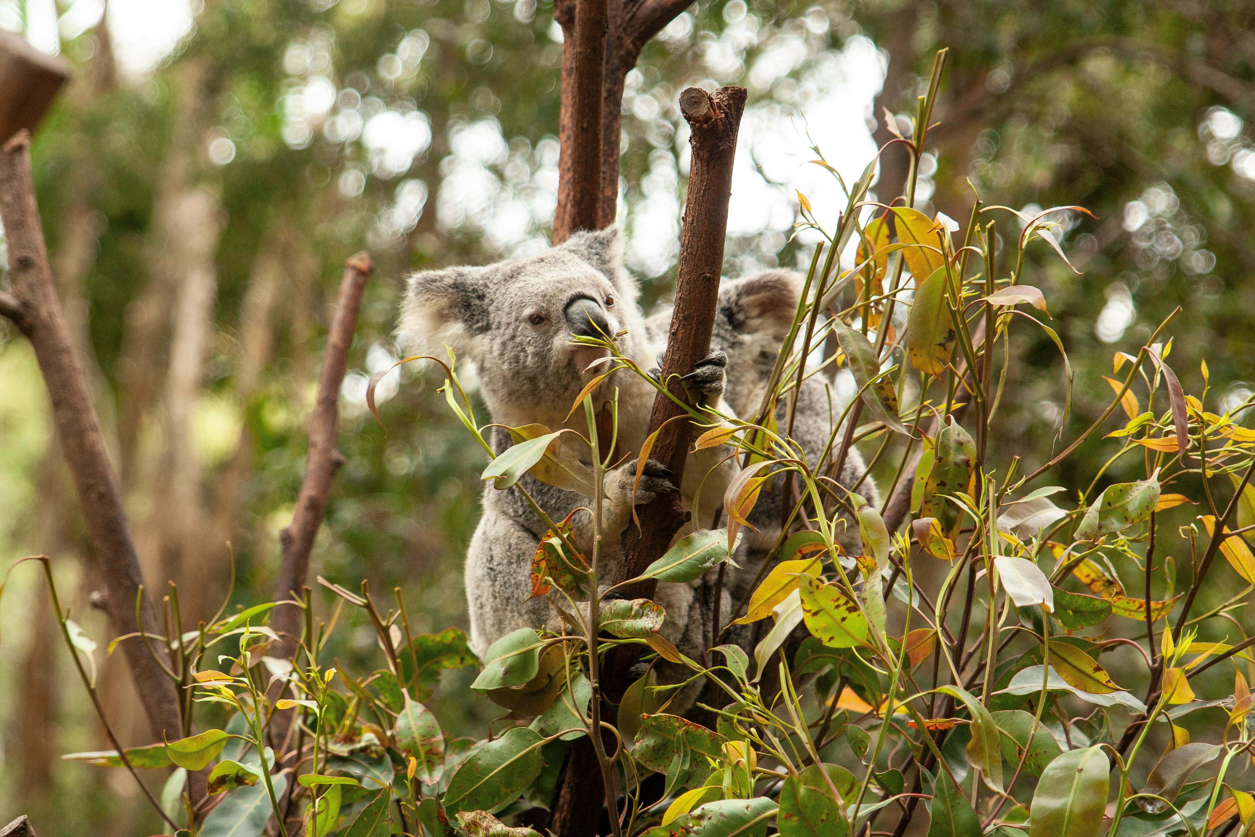 Koala Bears on Tree Branches · Free Stock Photo