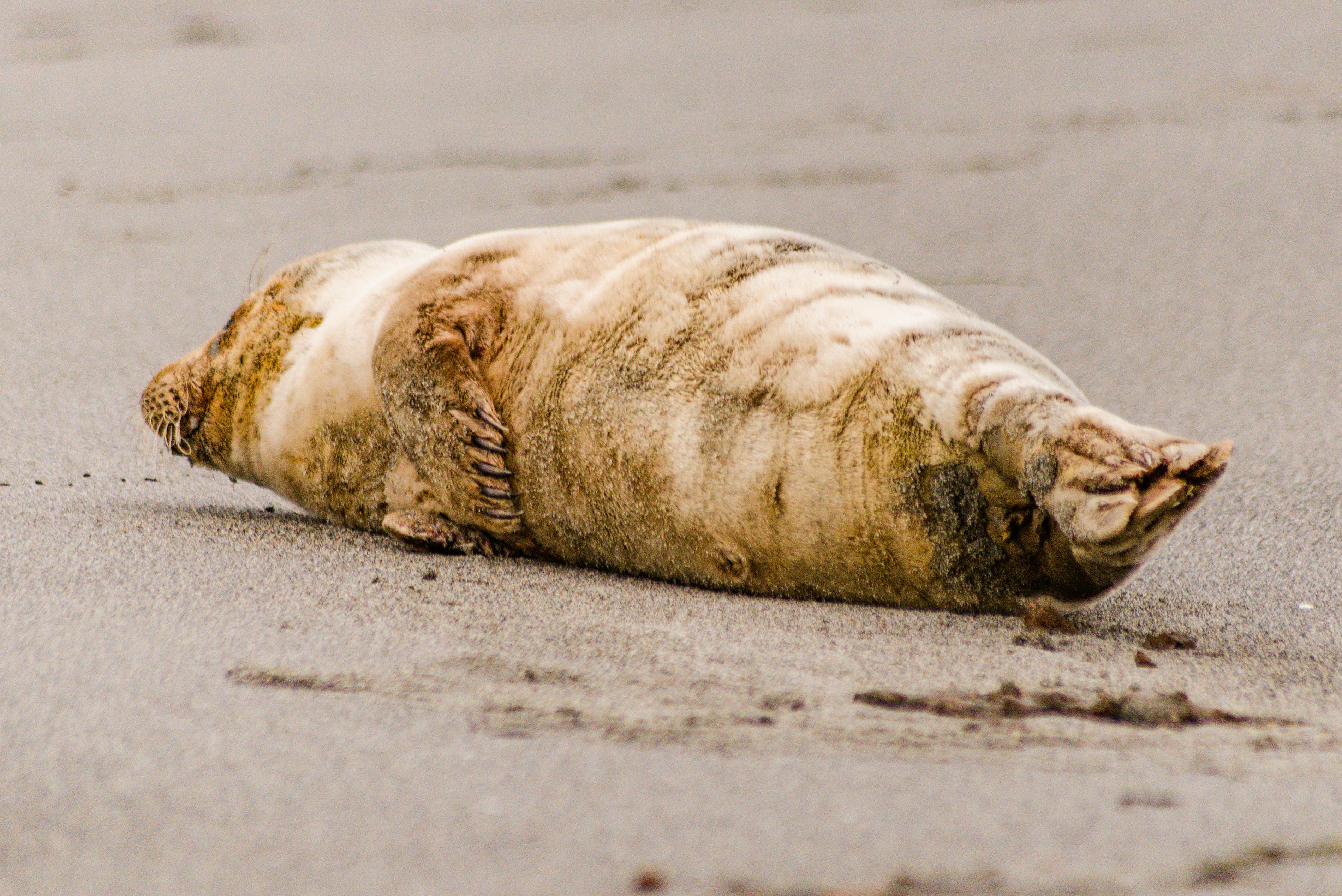 Cucciolo Di Leone Marino Gif Le 100.000+ Migliori Foto Di Cucciolo Di