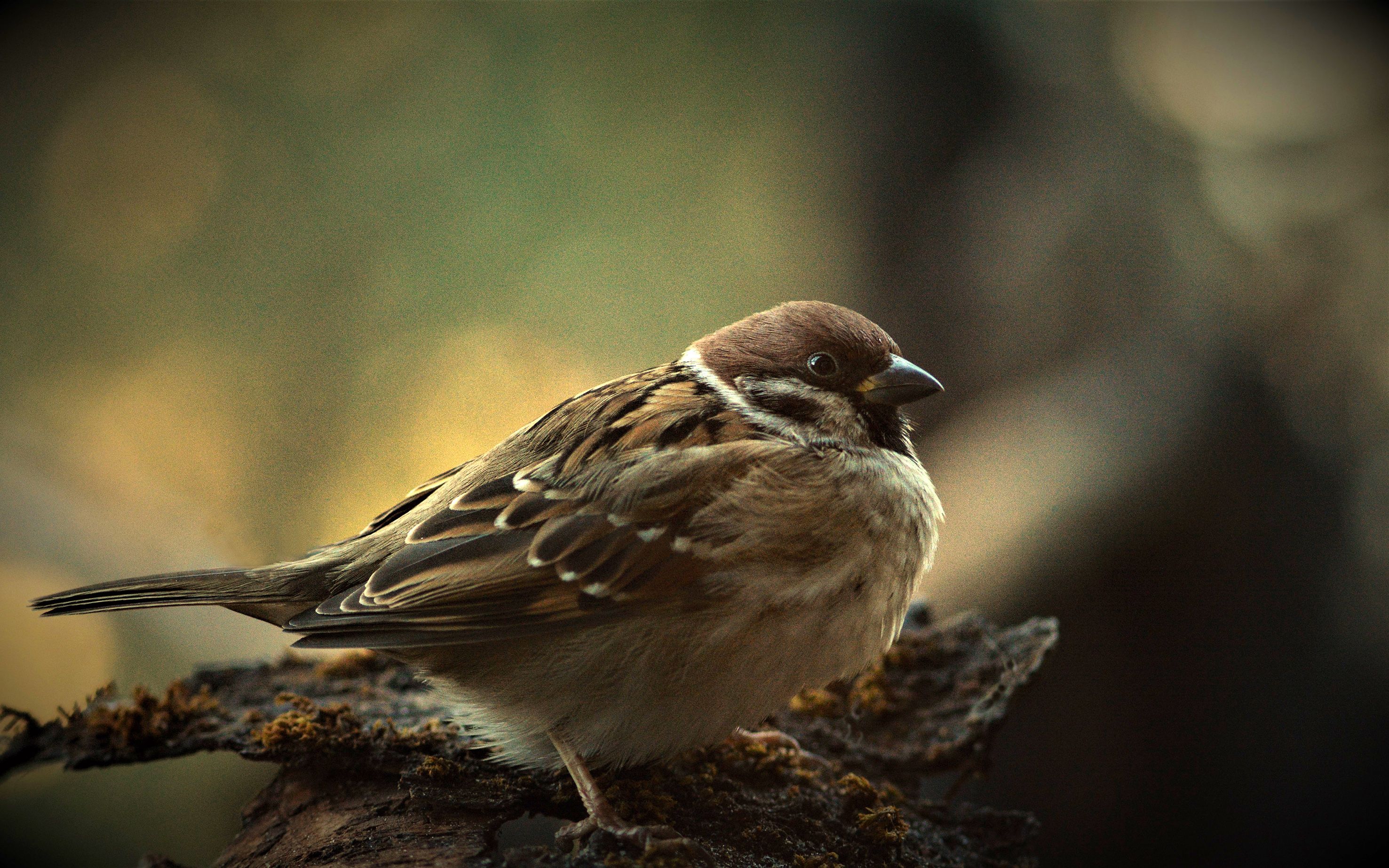 Close-up of a Tree Sparrow Perched on a Branch · Free Stock Photo