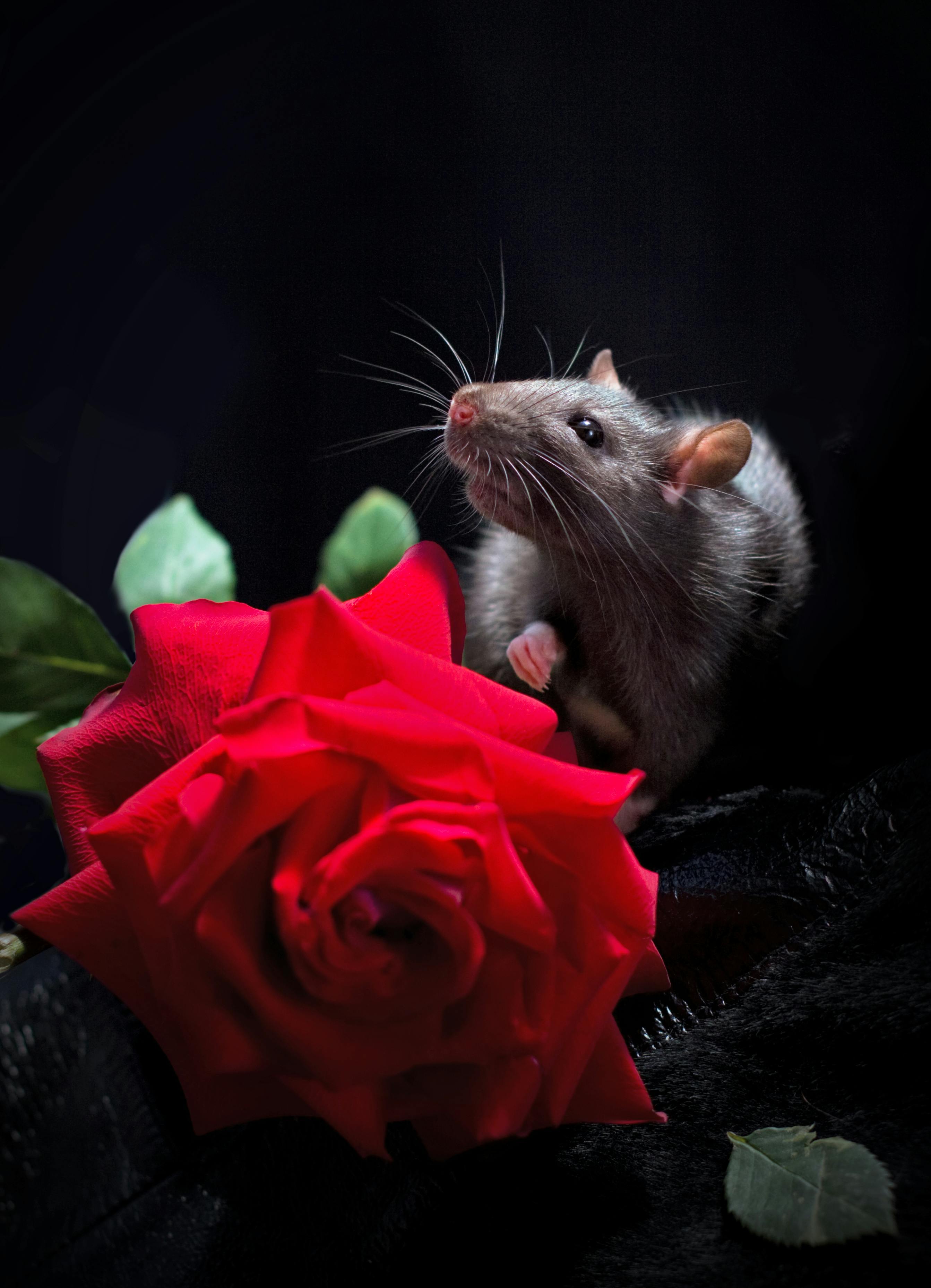 Close-up Photography of Gray Rodent at Daytime · Free Stock Photo
