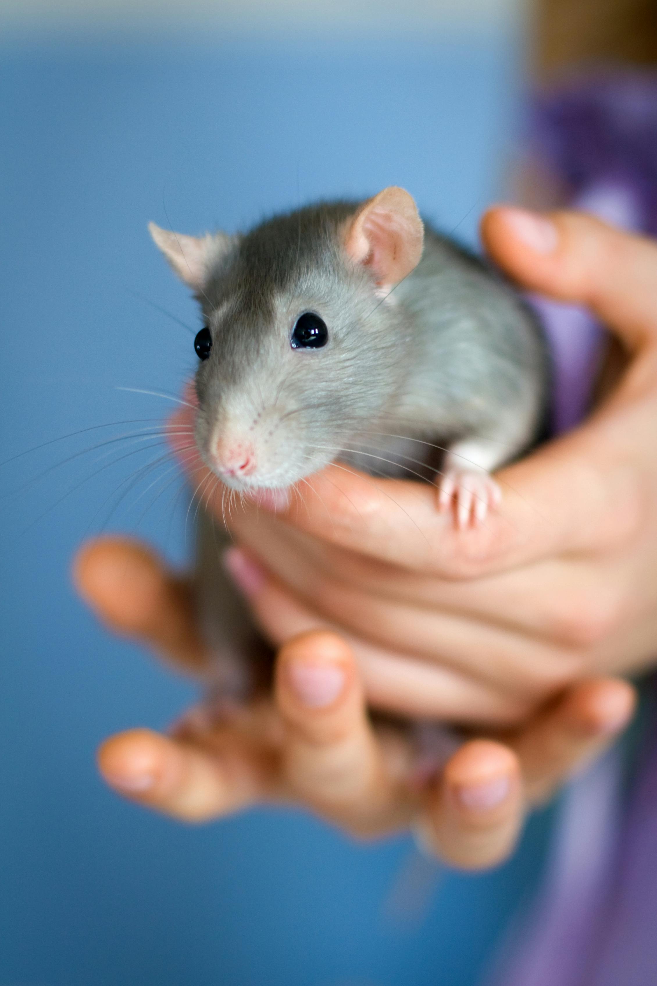 Close-Up Photo of a Rat Hunted by a Cat · Free Stock Photo