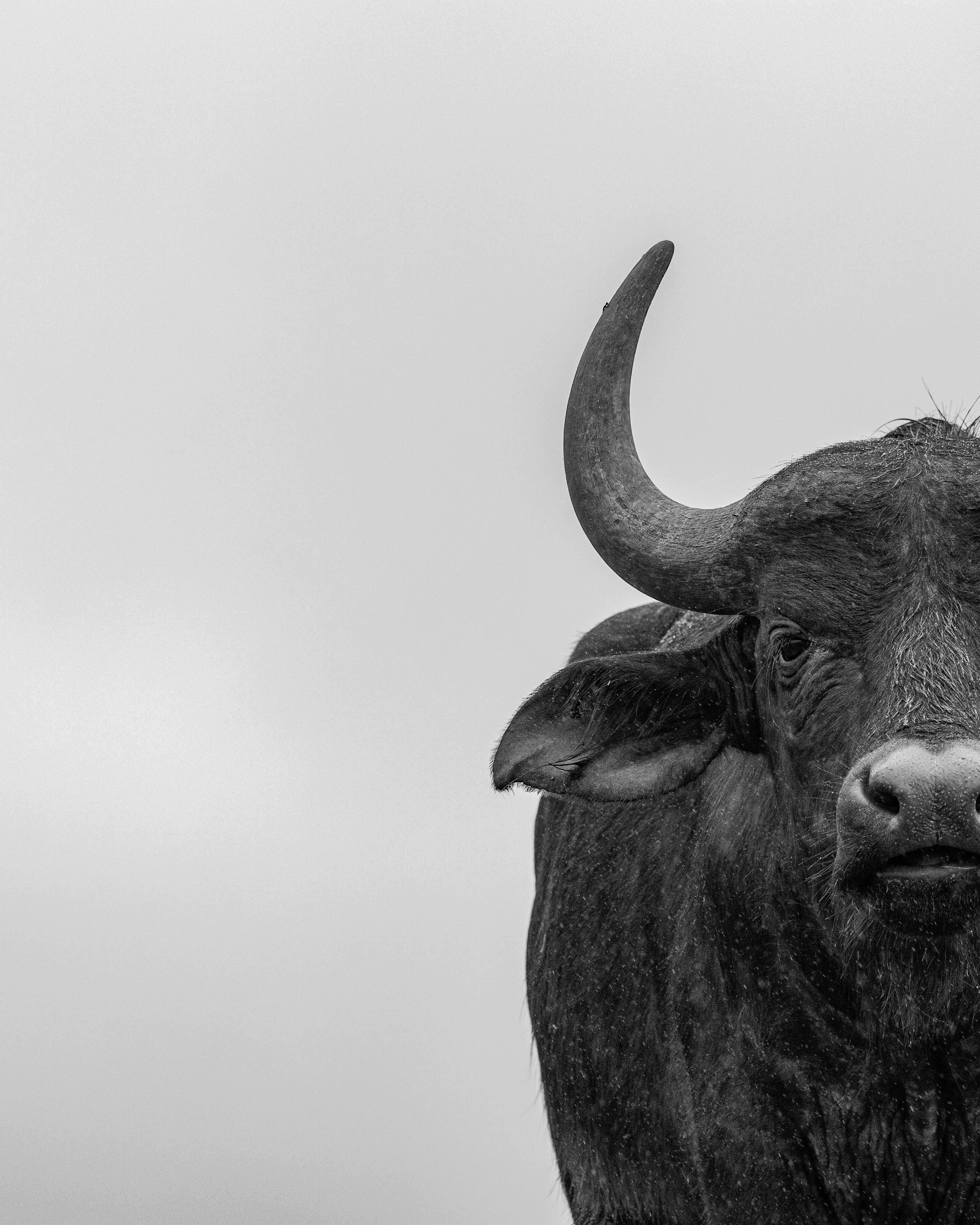 African Buffalo Grayscale Photos, Download The BEST Free African ...