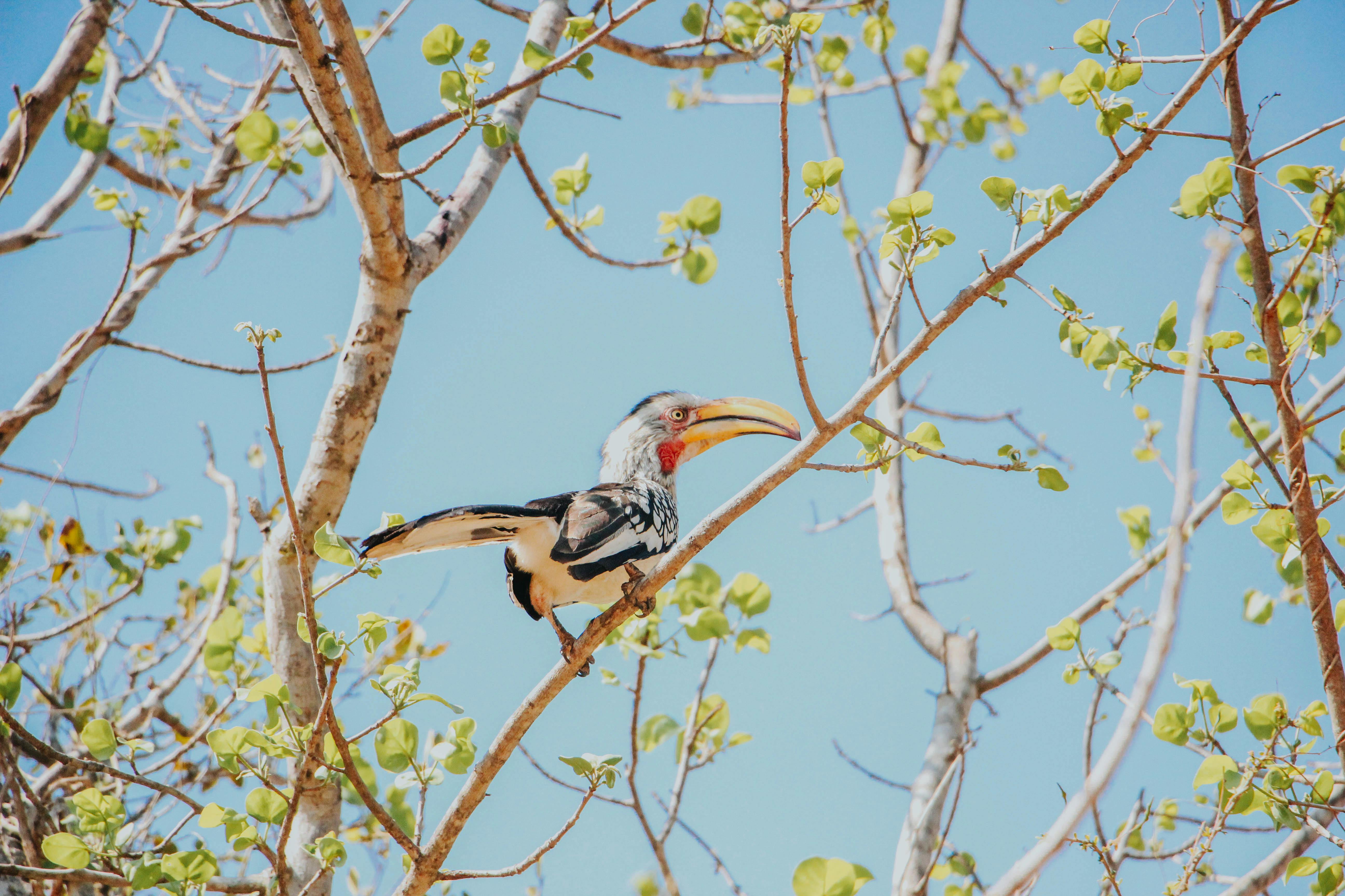 Low Angle Photography of a Bird on Tree Branch · Free Stock Photo