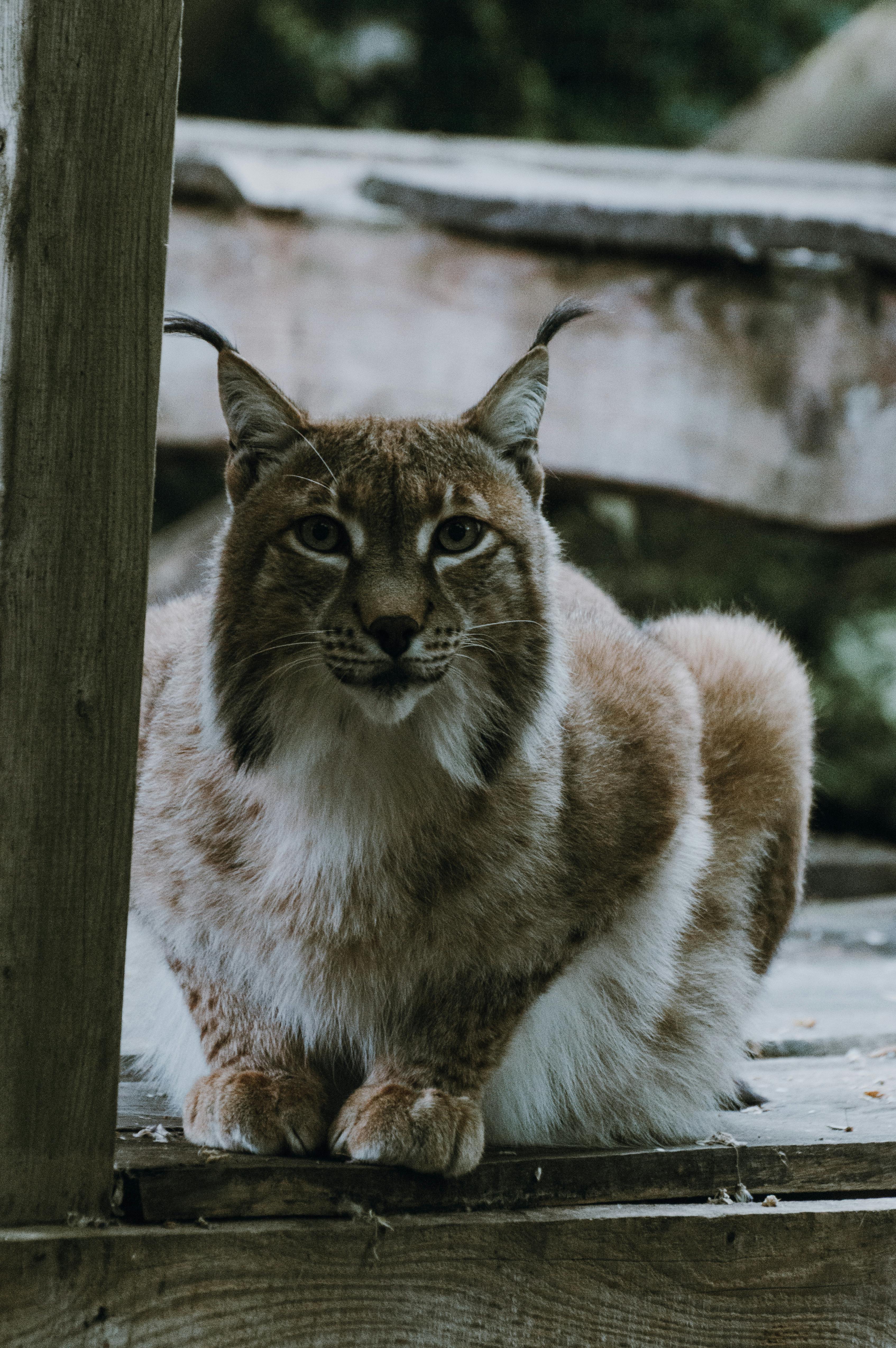 Wild lynx near wooden post · Free Stock Photo