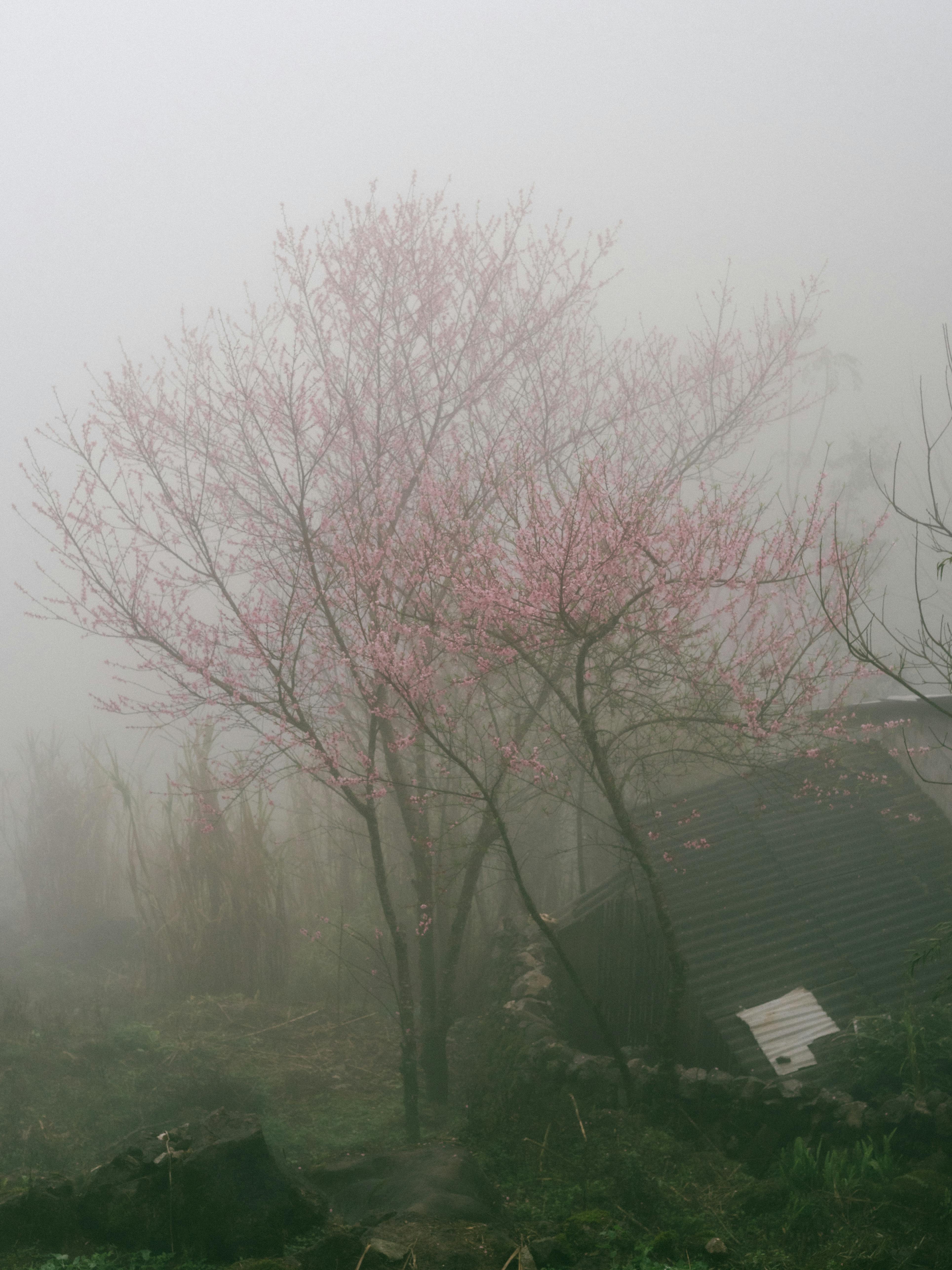 Green Leafed Trees Covered With Fogs · Free Stock Photo