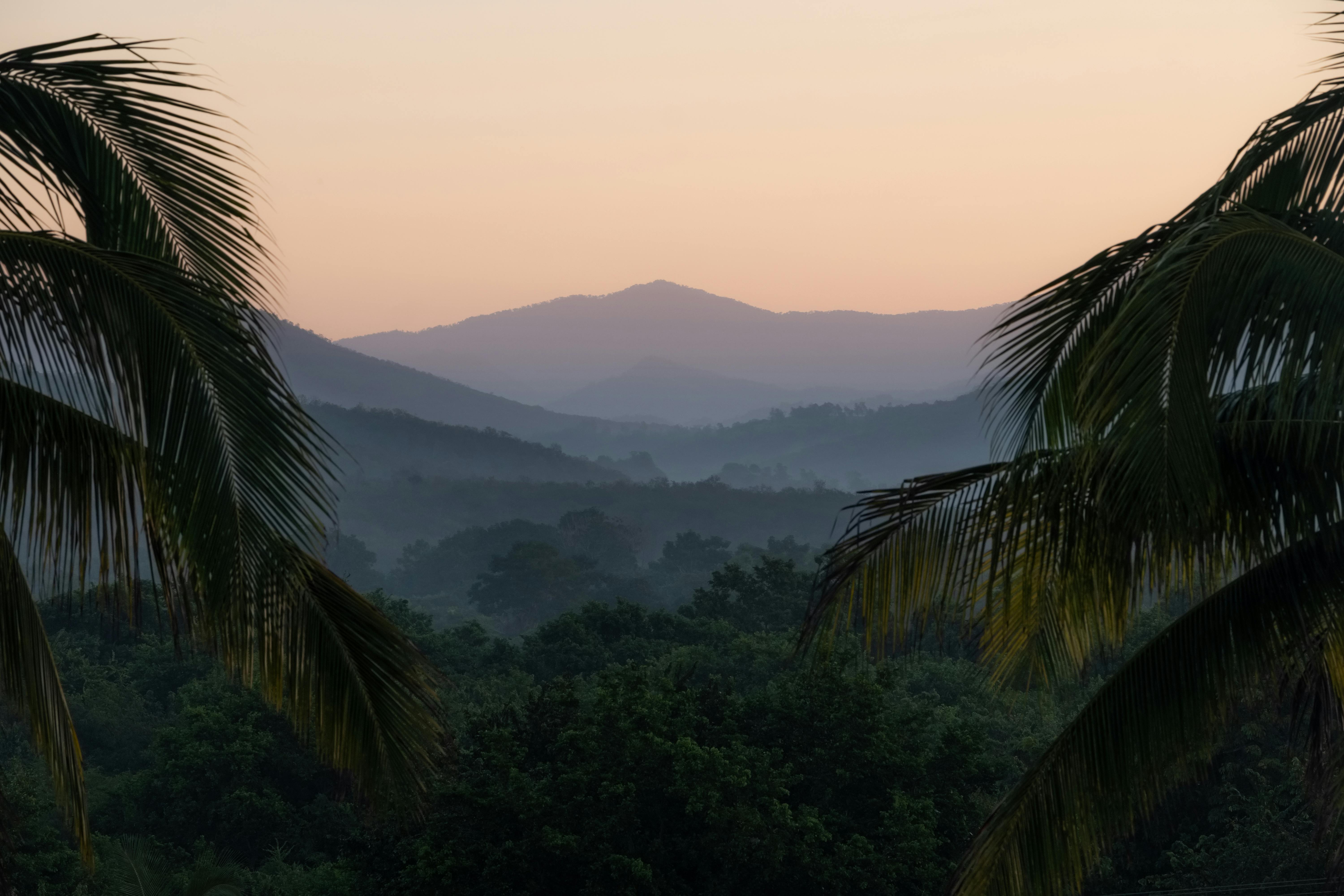 Sunset Jungle Photos, Download The BEST Free Sunset Jungle Stock Photos ...