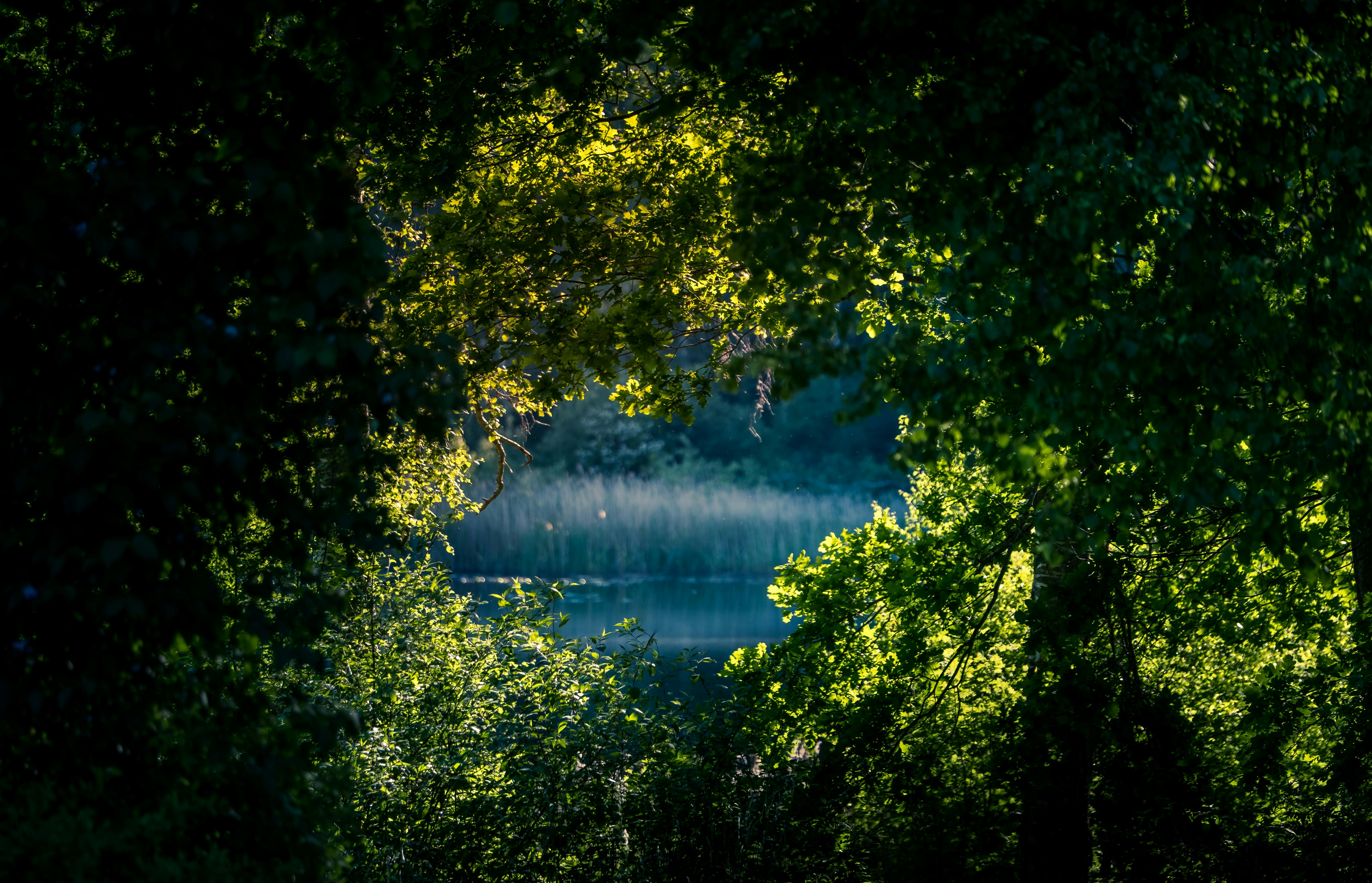 Lake Through Trees Photos, Download The BEST Free Lake Through Trees ...