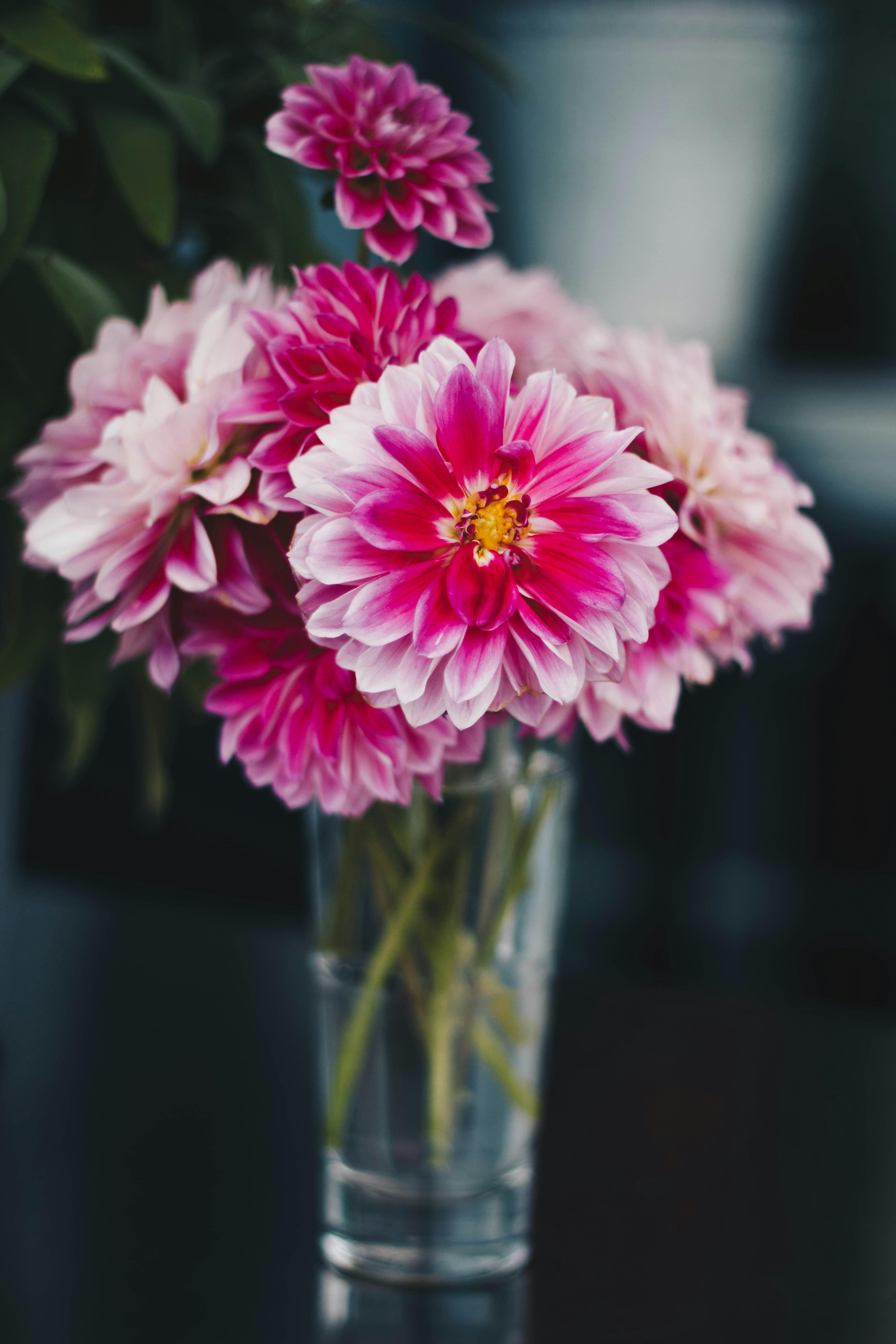 Pink Flowers on the Vase · Free Stock Photo