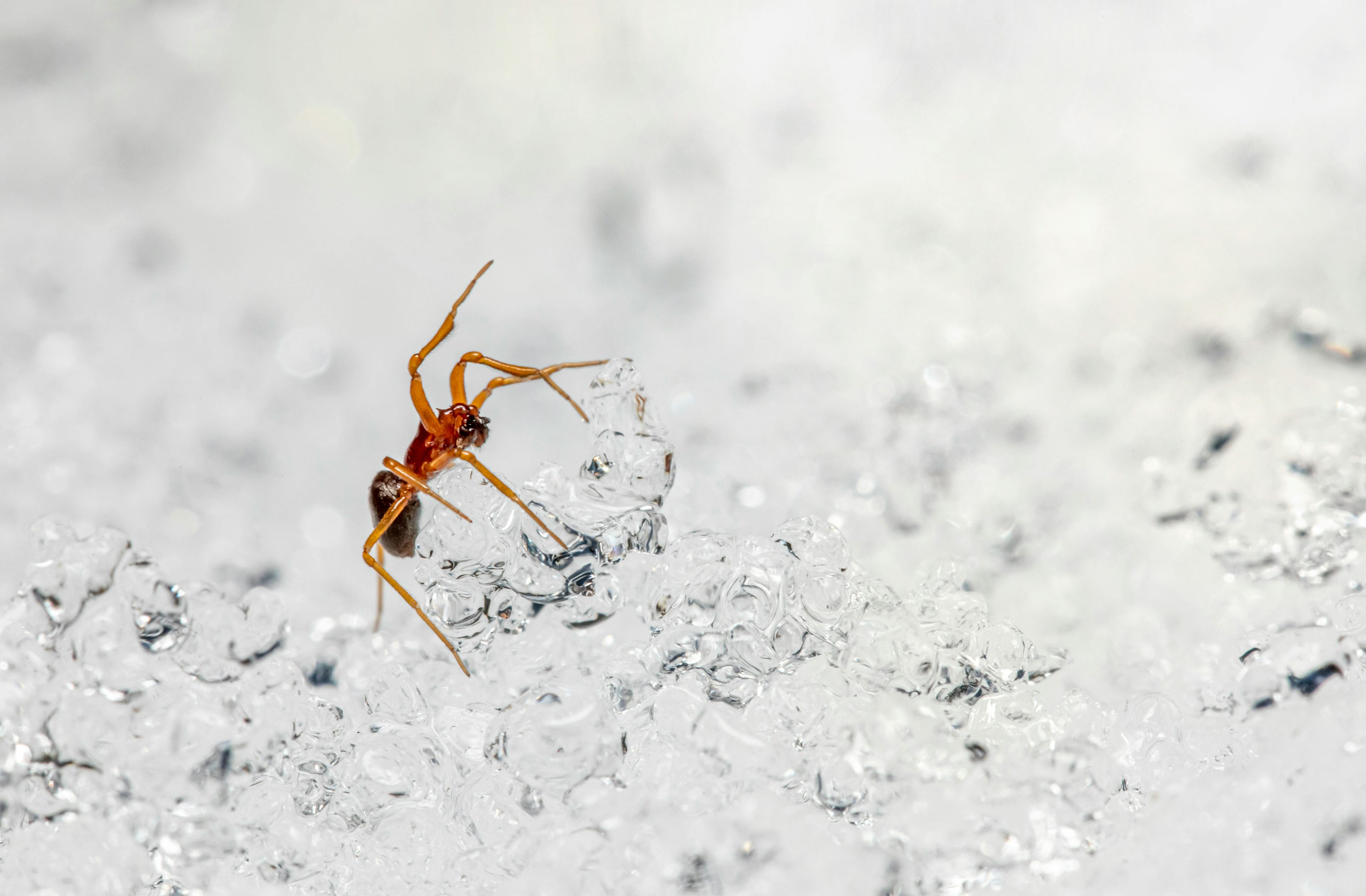 Close-Up Photo of Spider On Ice · Free Stock Photo