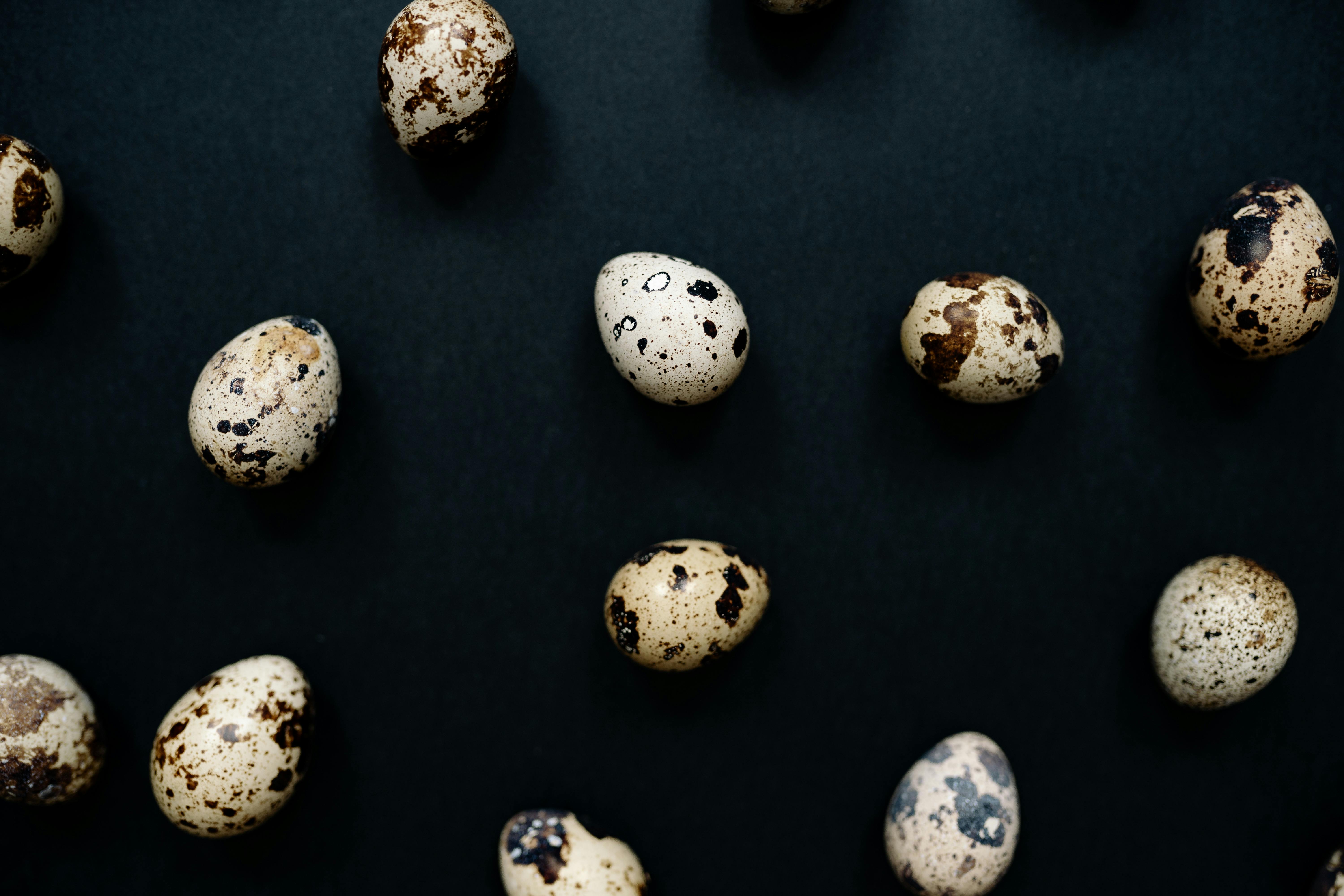 Photography of Three Quail Eggs on Nest Decor · Free Stock Photo