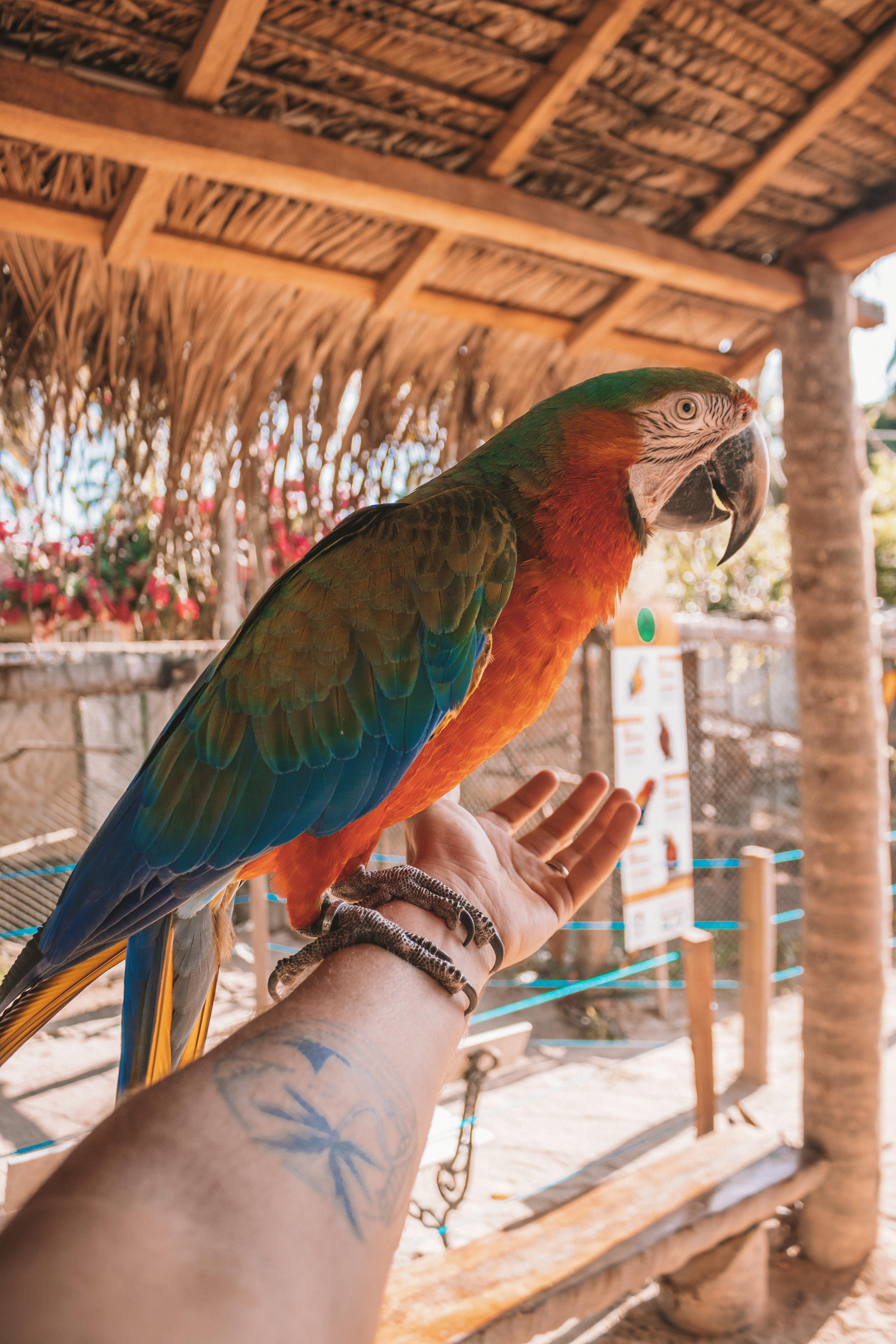 Green Parrot on Person's Hand · Free Stock Photo