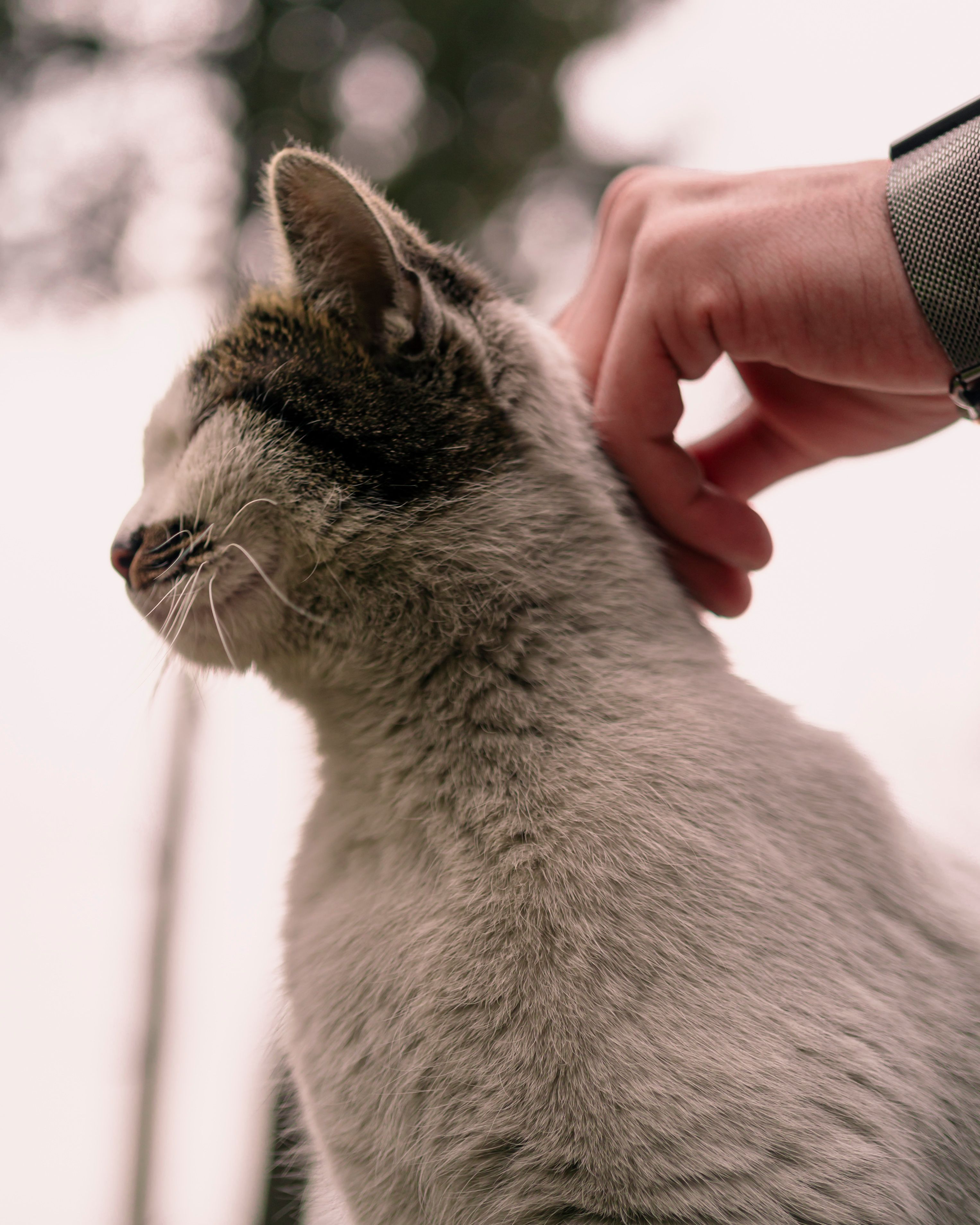 A Person's Hand Petting a Cat · Free Stock Photo
