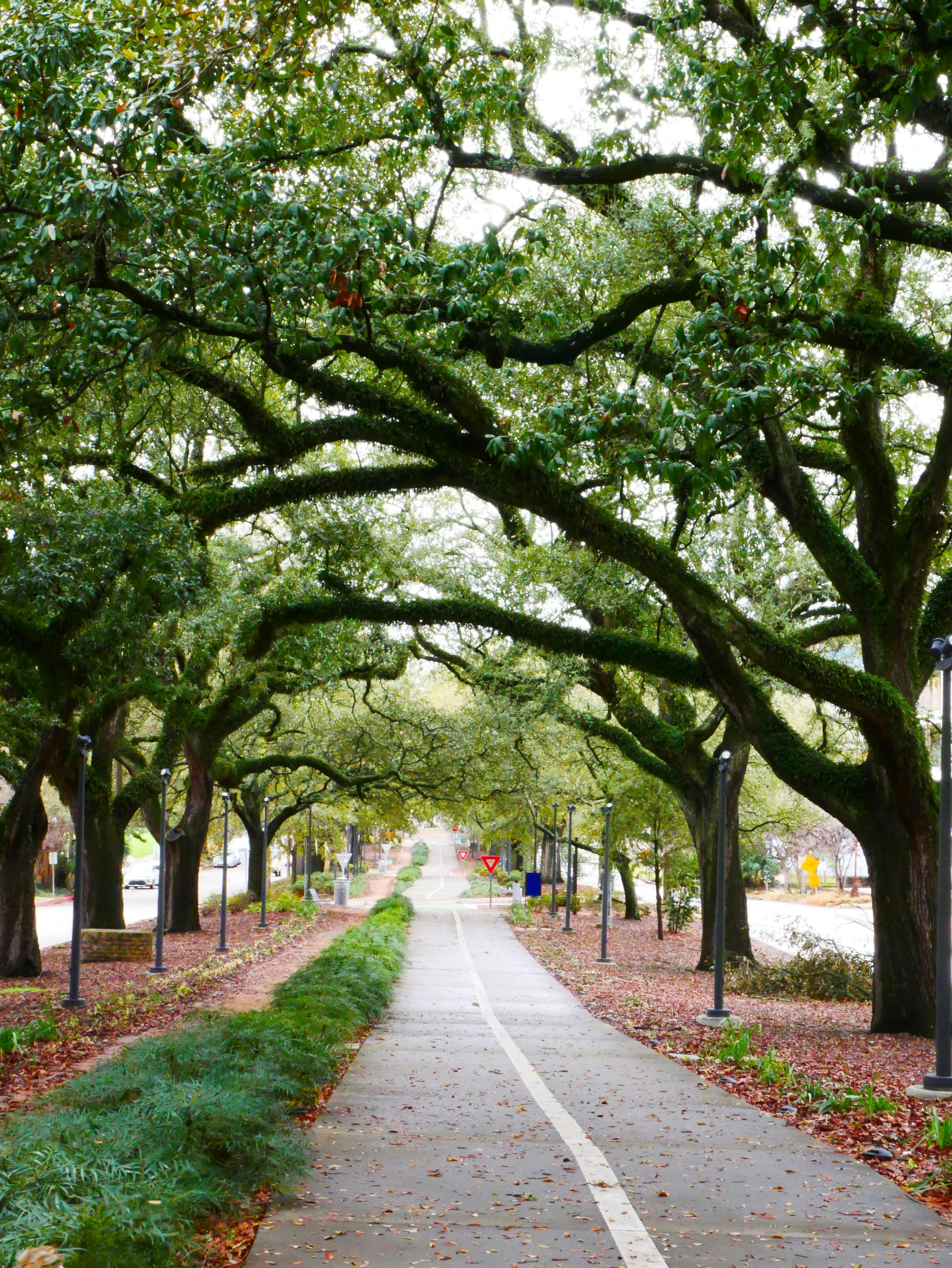 Louisiana Fall Photos, Download The BEST Free Louisiana Fall Stock ...