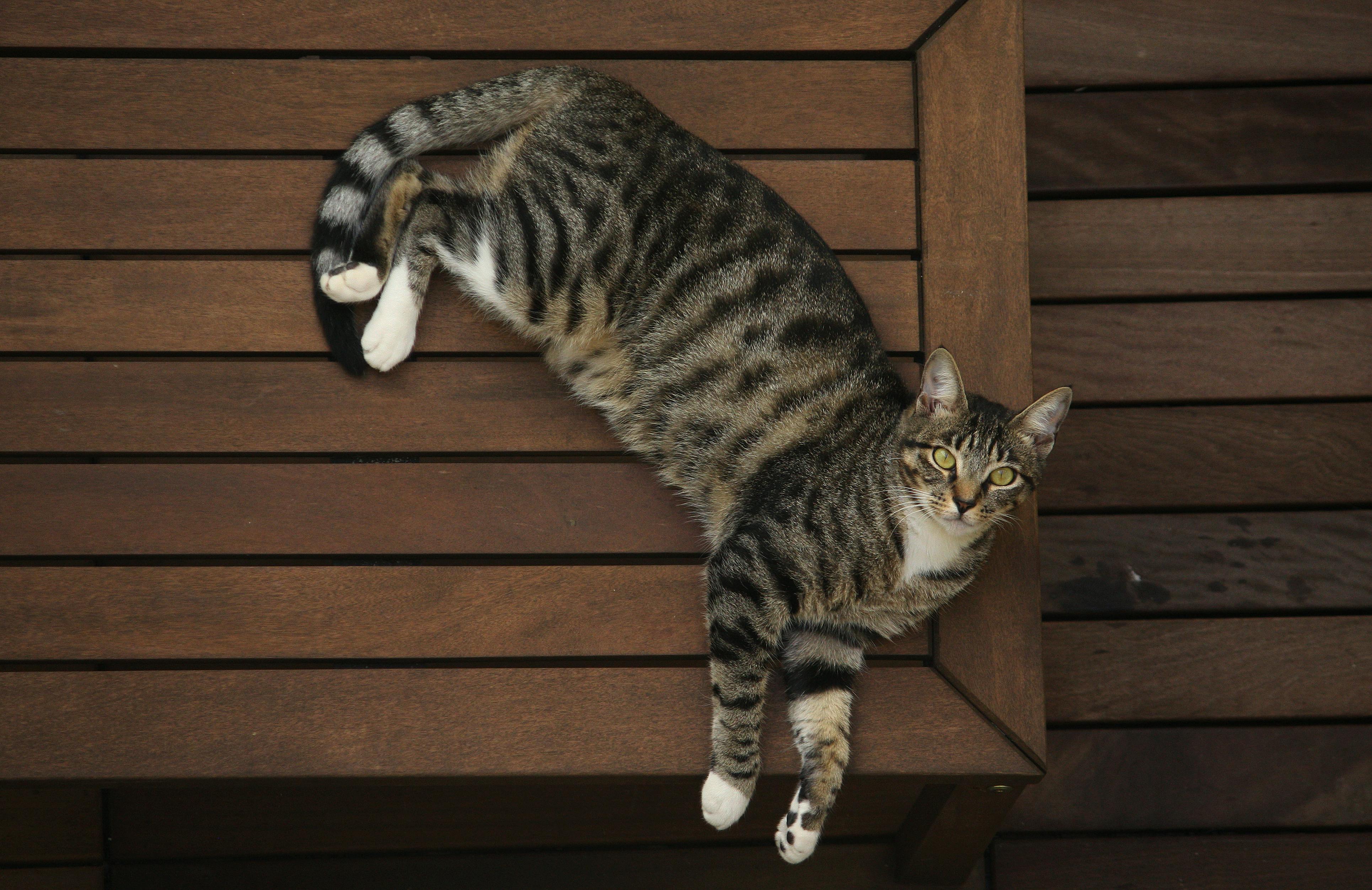 10,000+ Best Stripey Cat Photos · 100% Free Download · Pexels Stock Photos