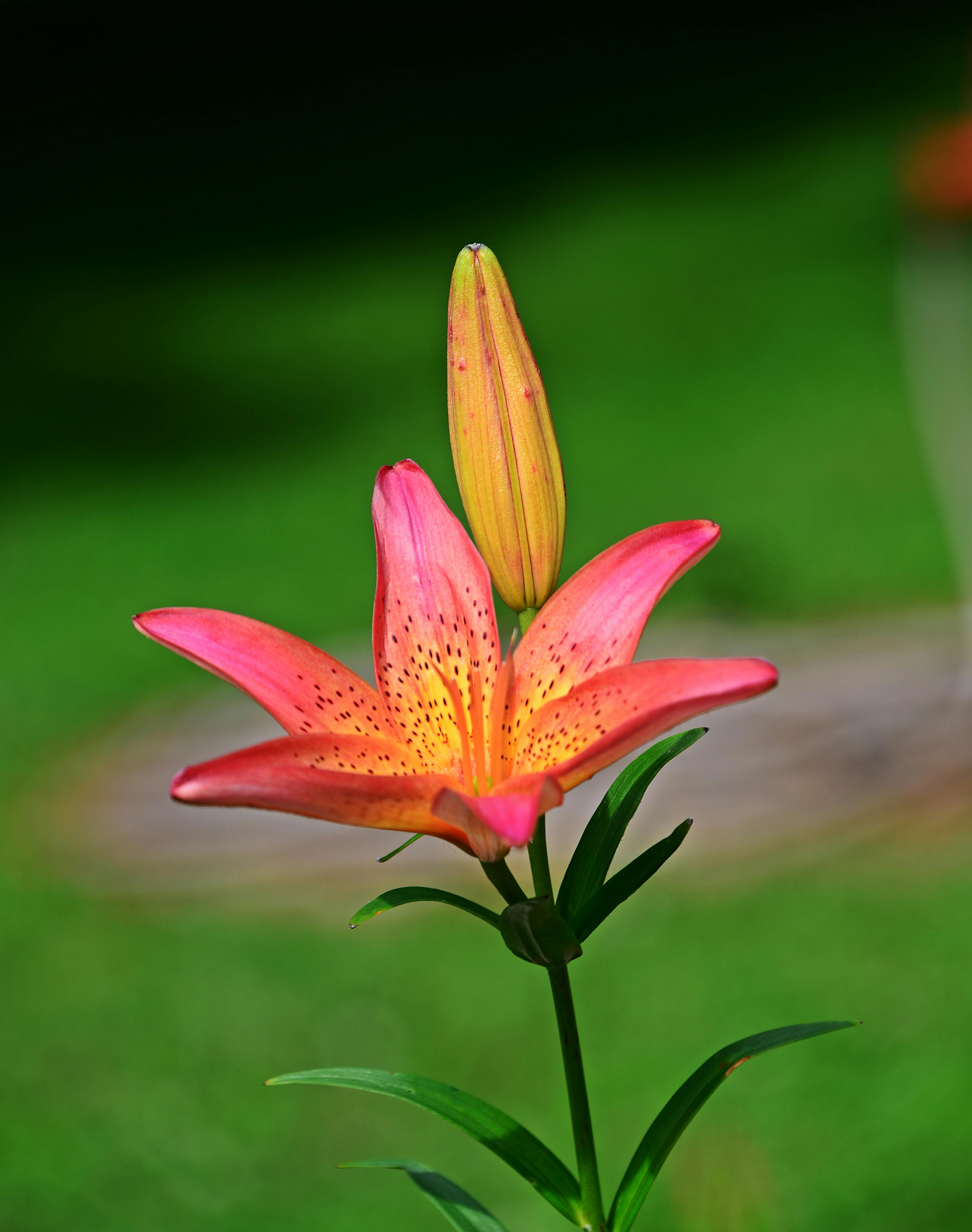 Unknown Pink Flowers Photos, Download The BEST Free Unknown Pink ...