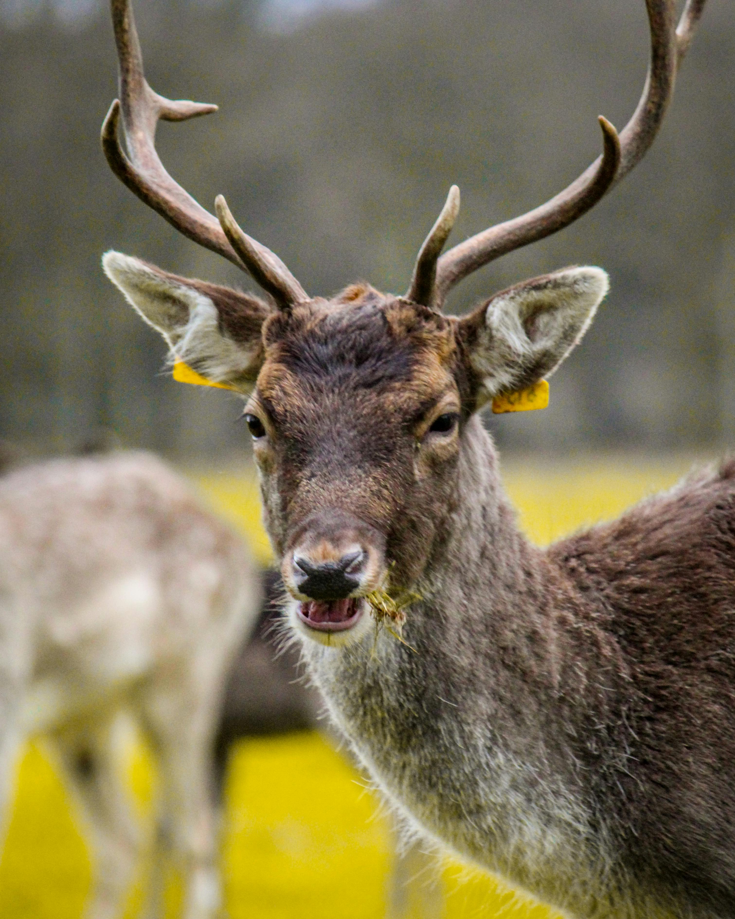 Brown Deer Near Tree · Free Stock Photo