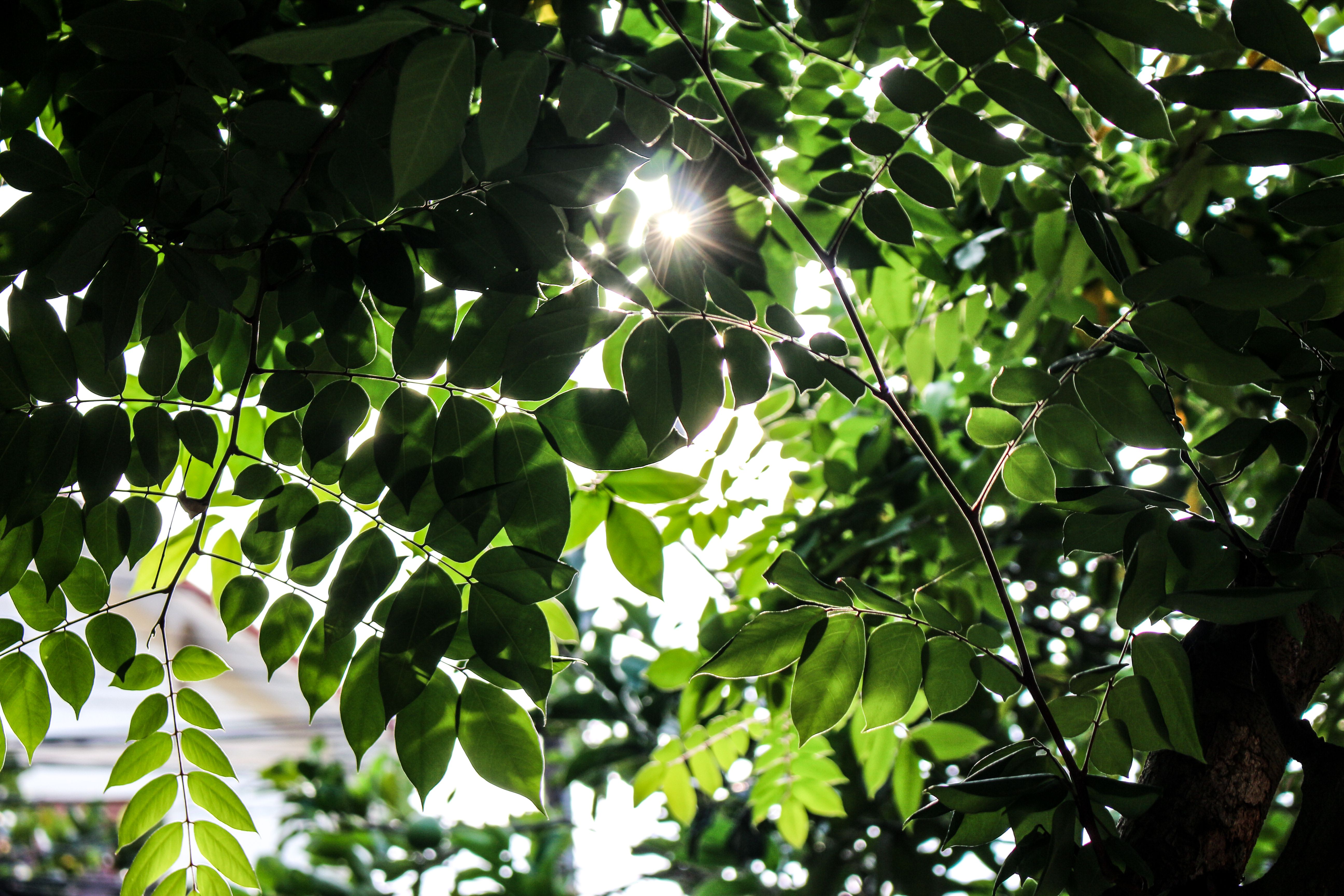 Sunlight Through Leaves Soft Focus Photos, Download The BEST Free ...
