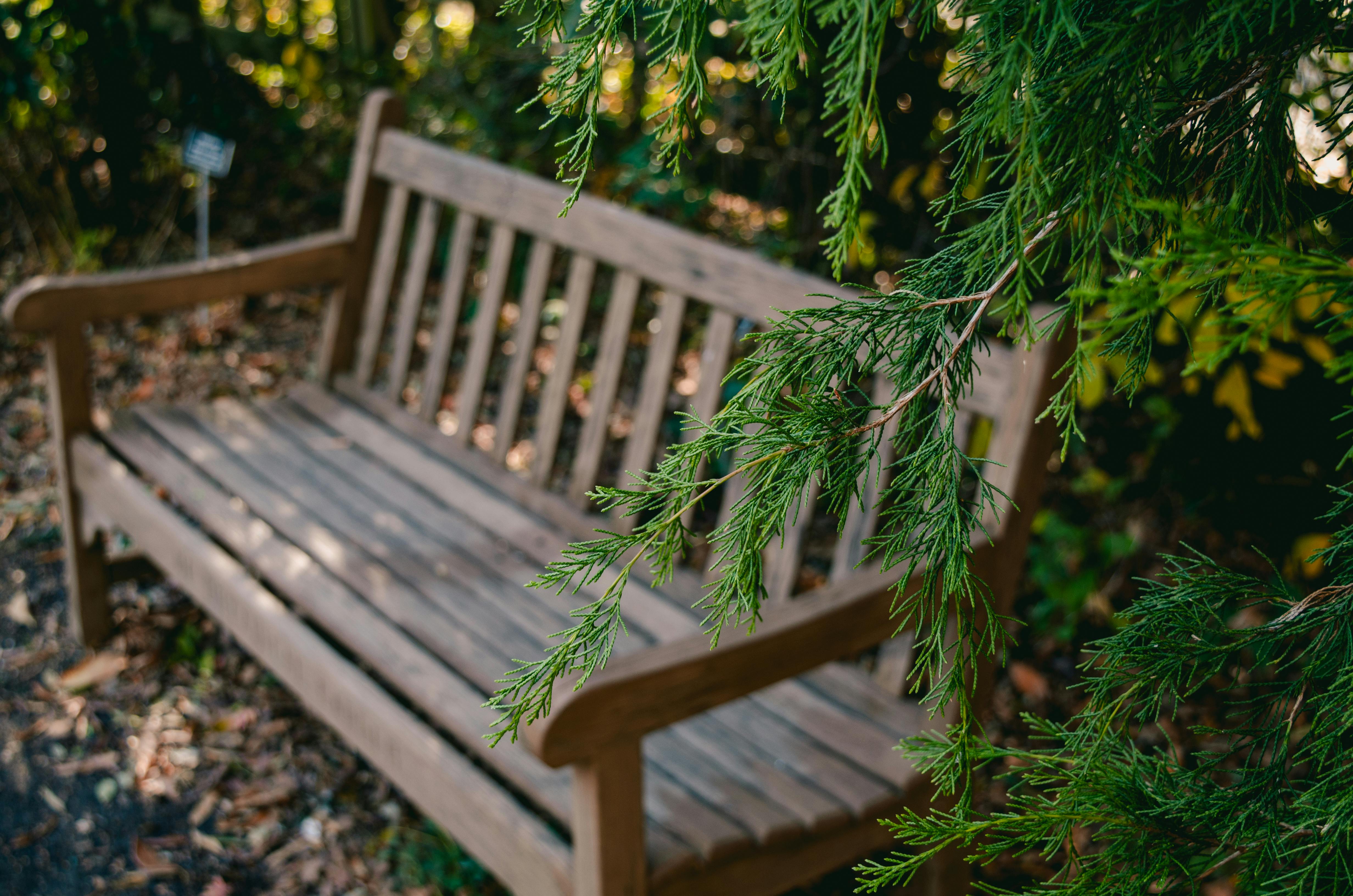 Kostenloses Foto zum Thema: bank, baum, draussen