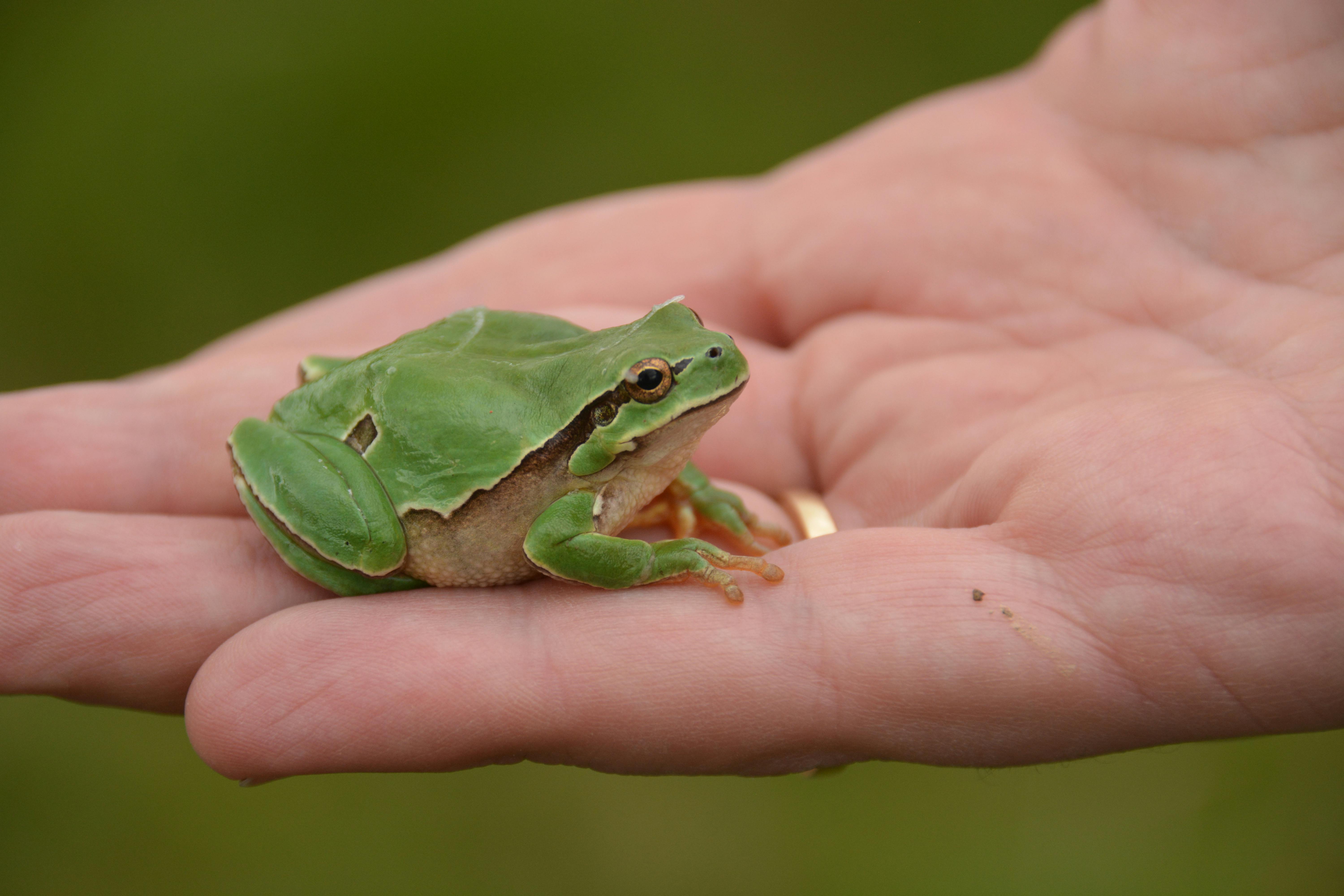Green Frog on Person's Hand · Free Stock Photo