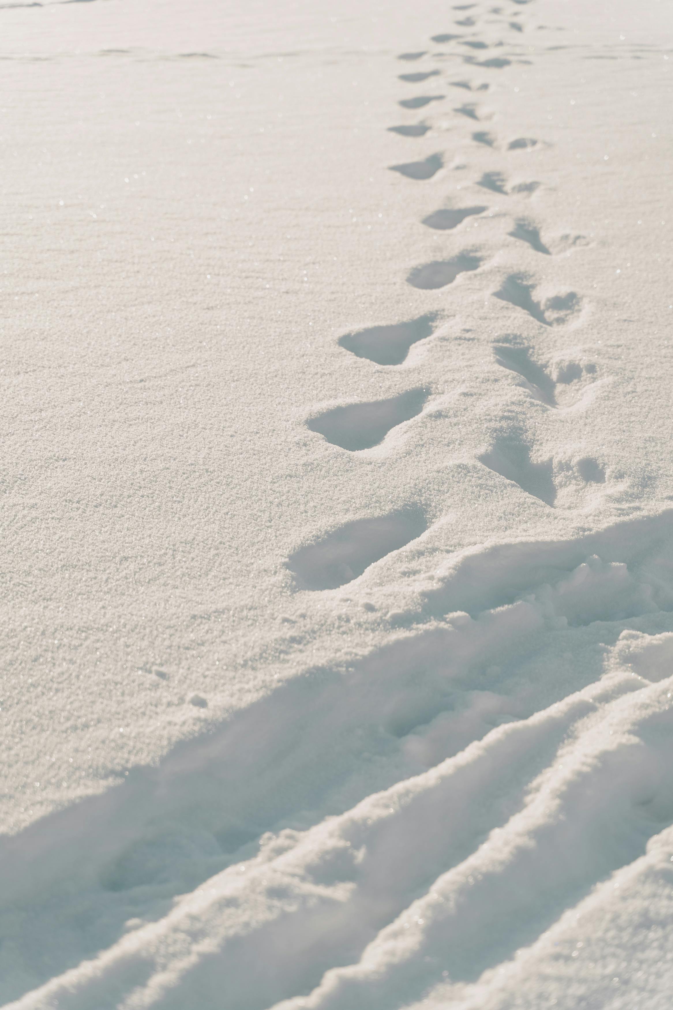 Snow Footprints Photos, Download The BEST Free Snow Footprints Stock ...