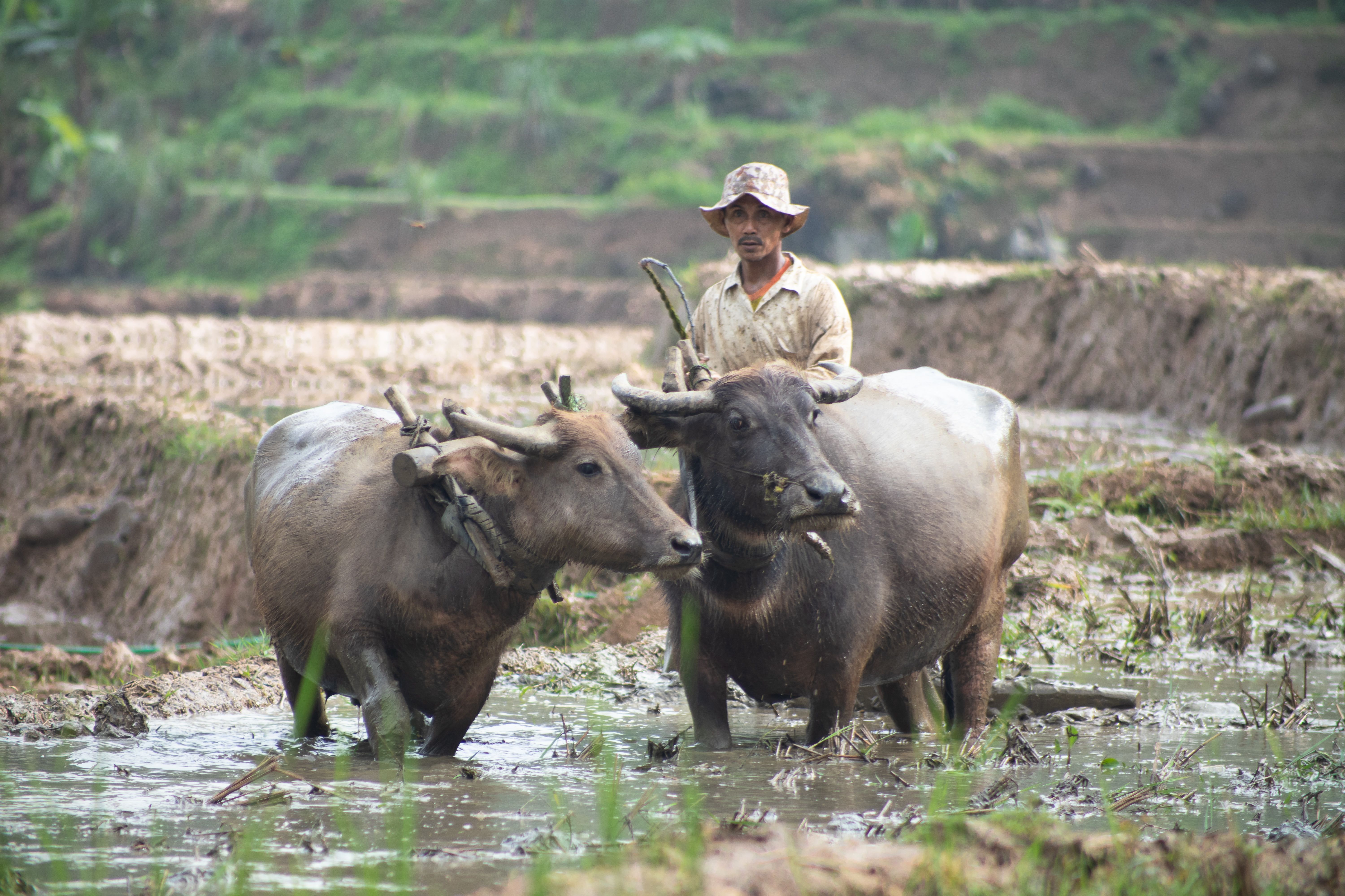 20+ Best Carabao Photos · 100% Free Download · Pexels Stock Photos