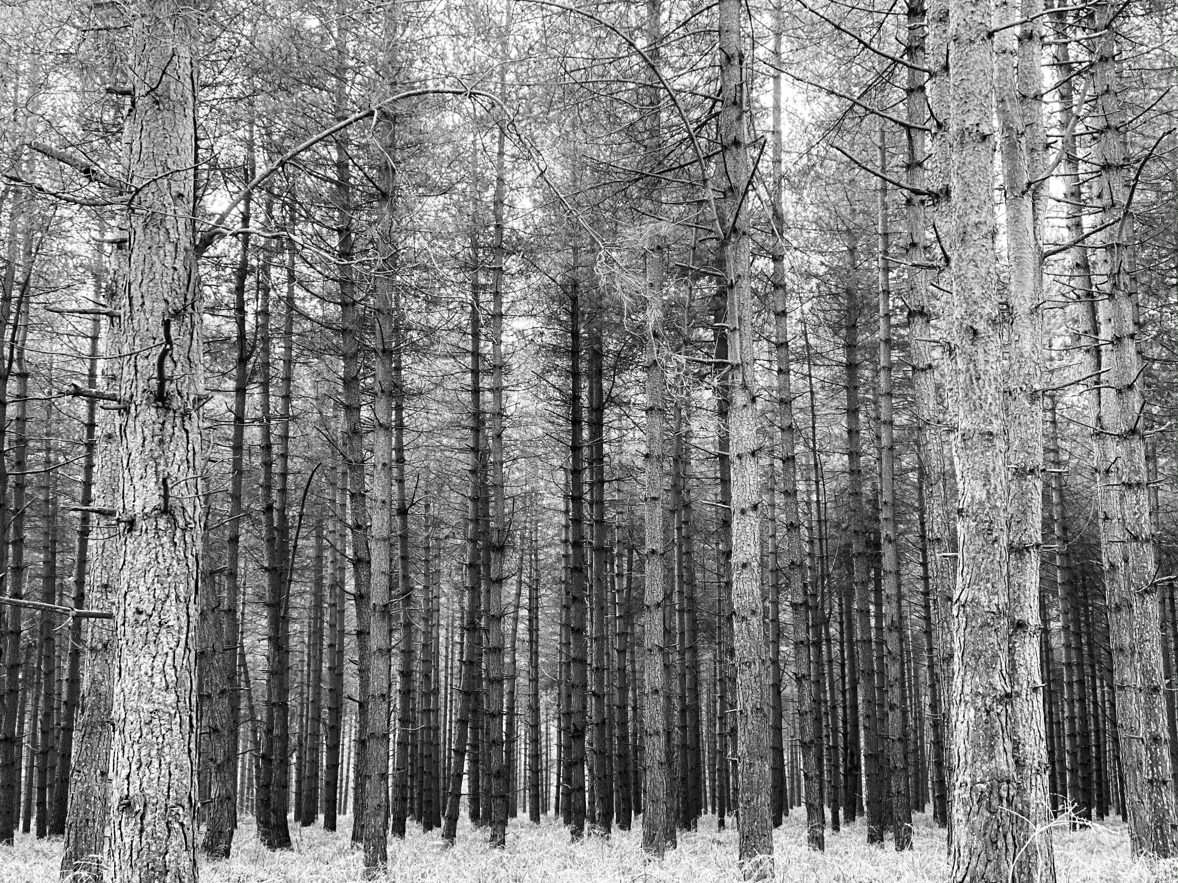 Grayscale Photography of Trees · Free Stock Photo