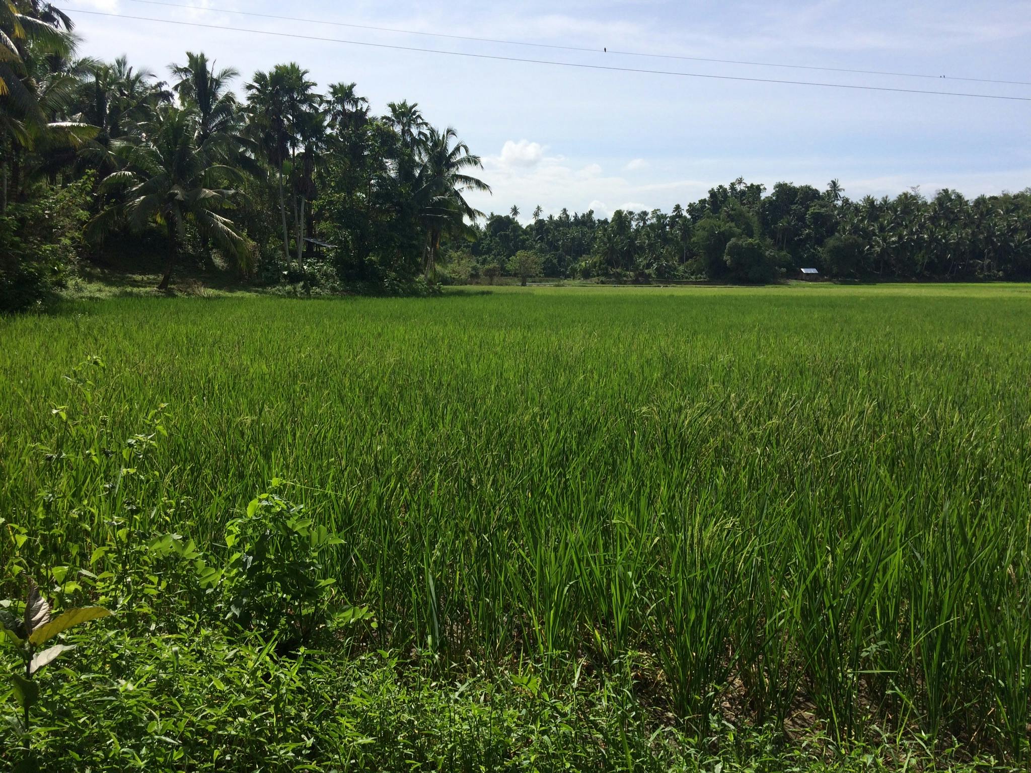 Free stock photo of Lopez Quezon Philippines, rice field