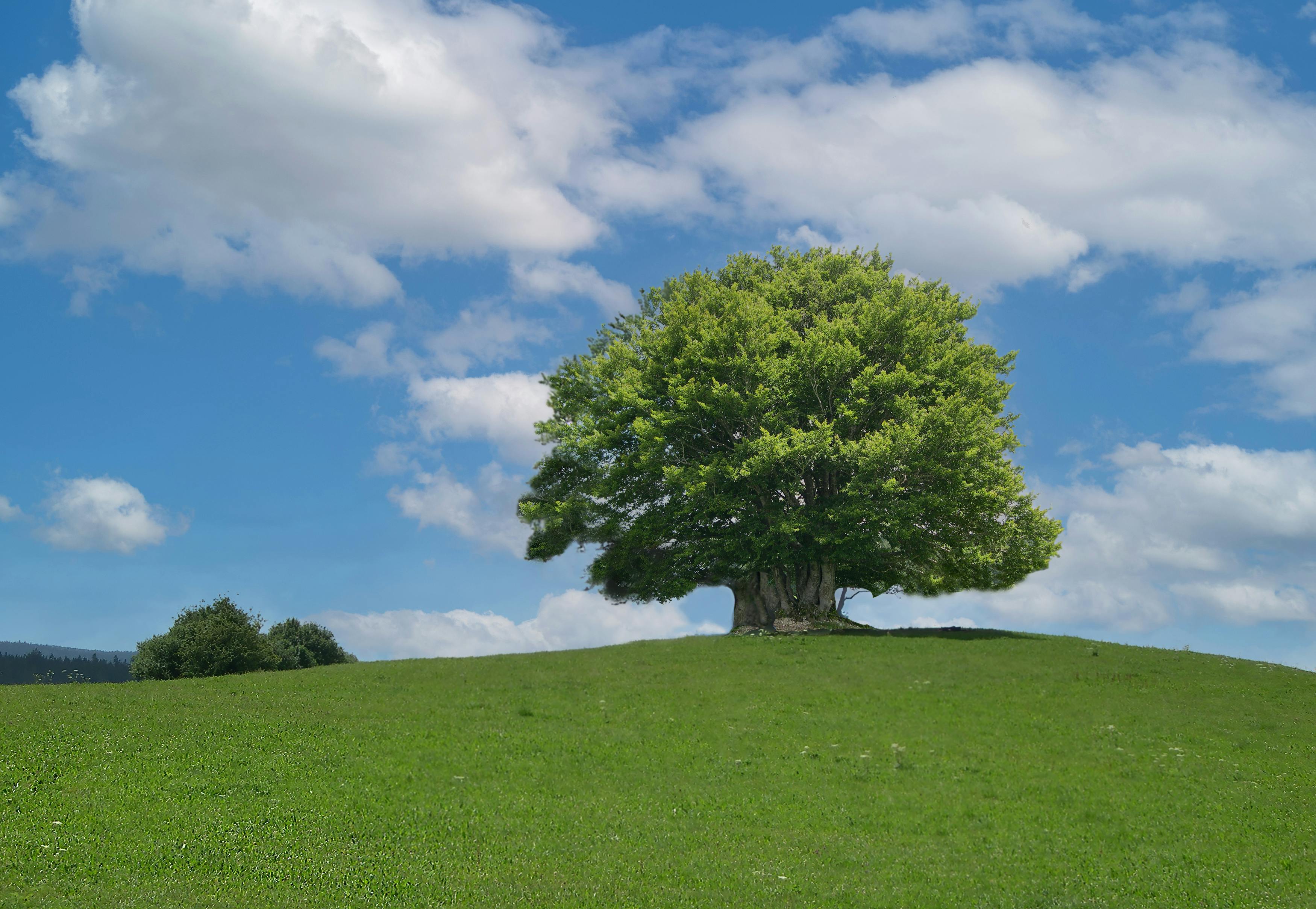 Green Tree on the Grass Field · Free Stock Photo