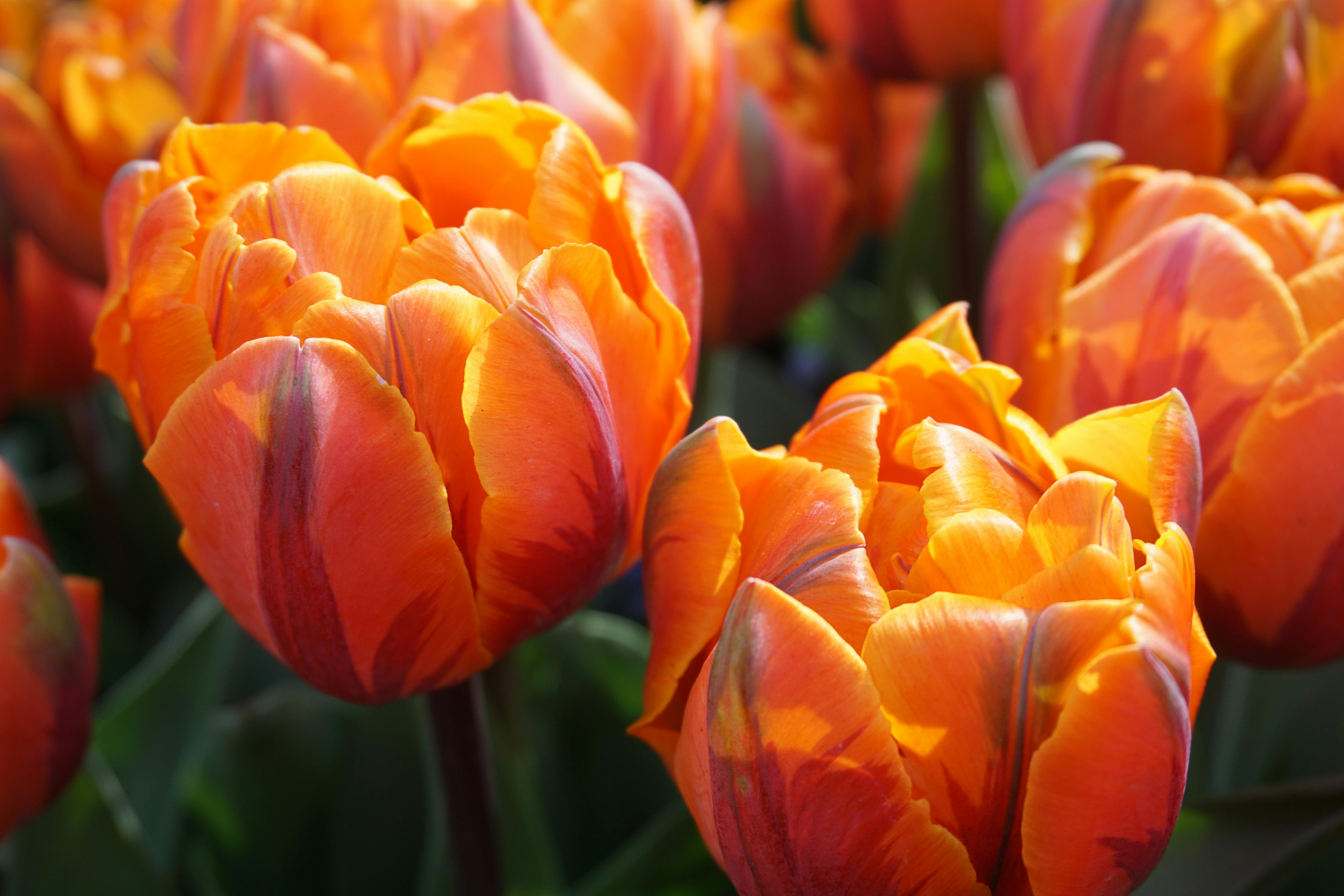 Orange Flowers in Close Up Photography · Free Stock Photo