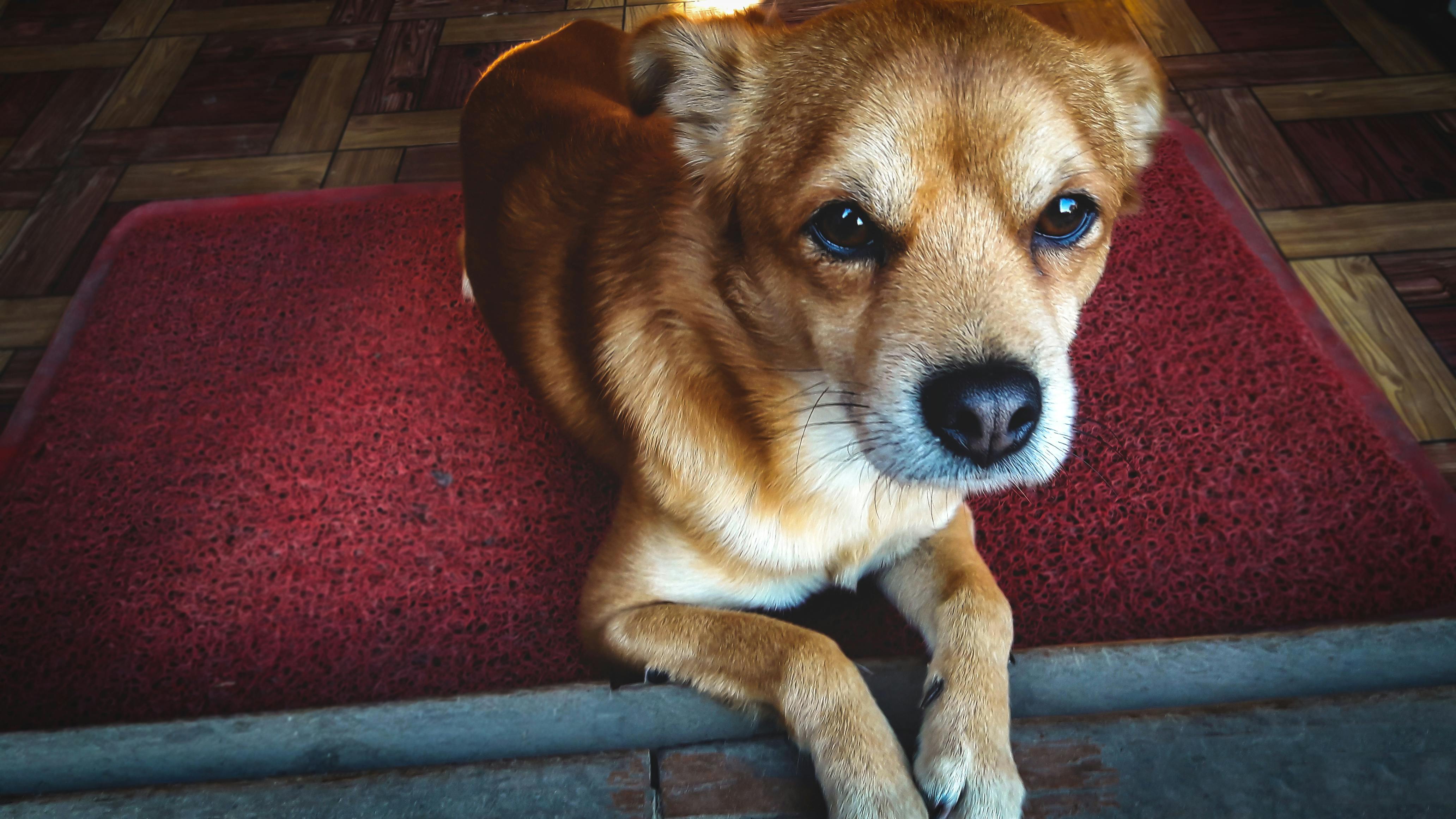 Free stock photo of dog, puppy