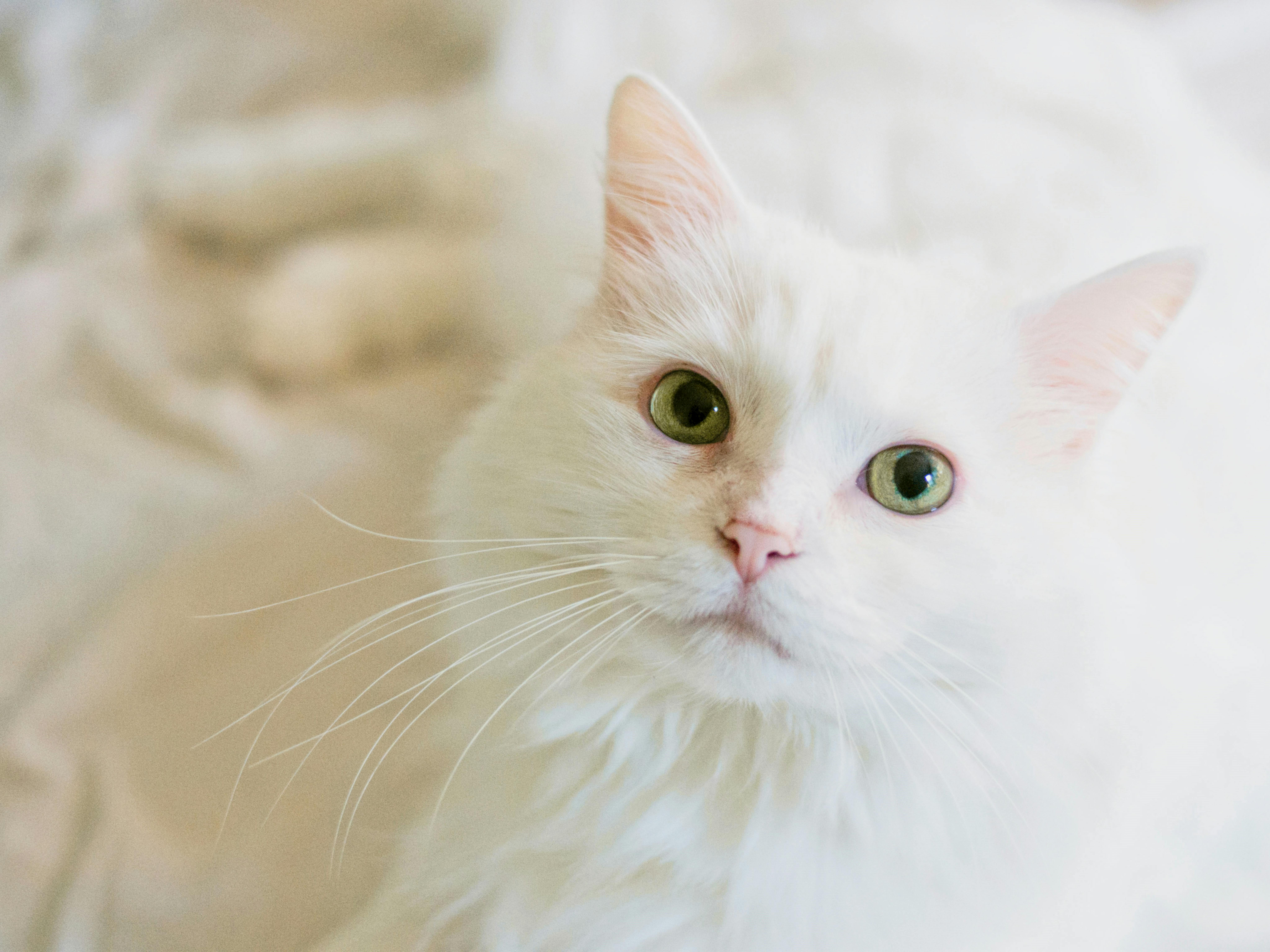 White Cat in Close Up Photography · Free Stock Photo
