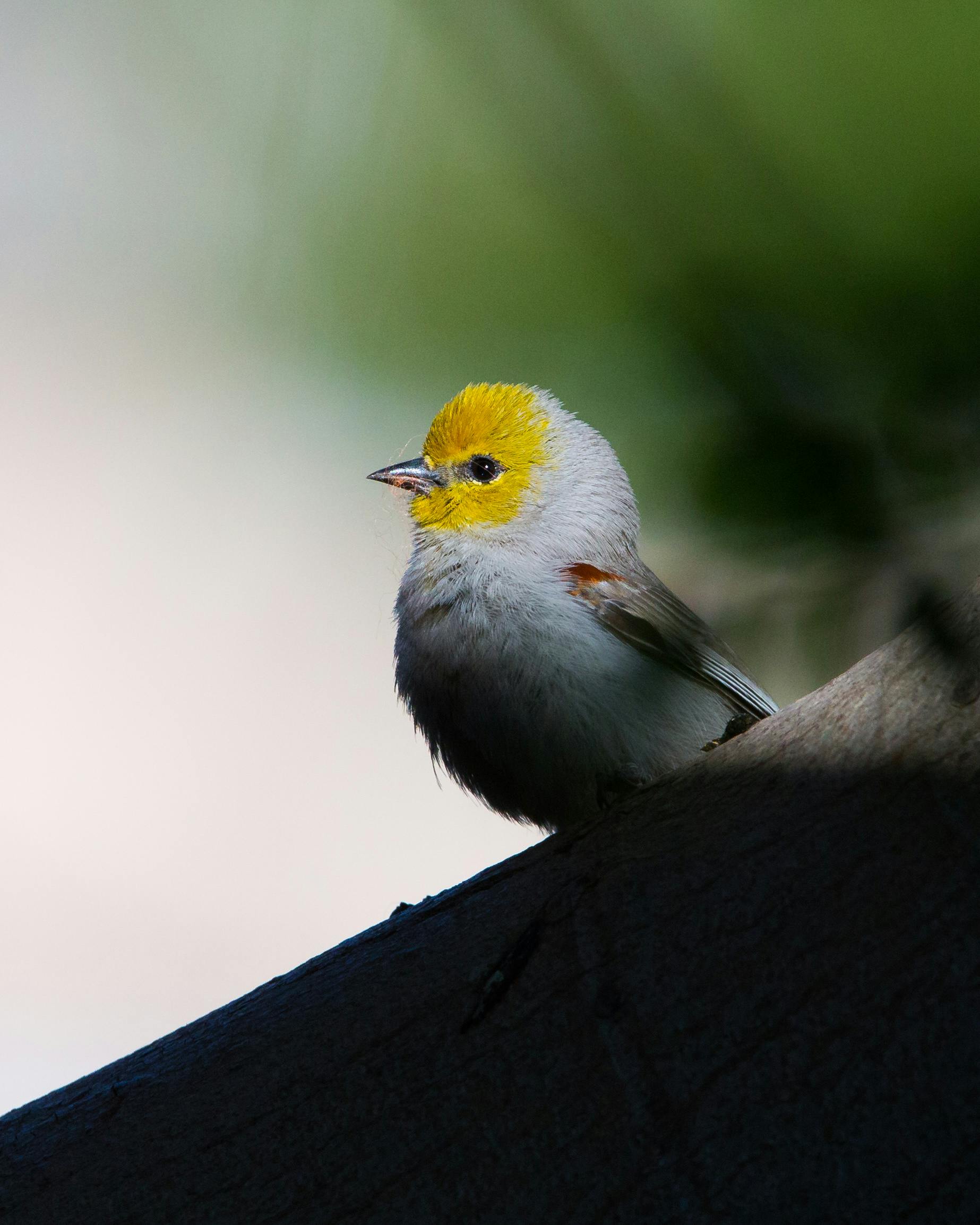 Close-up of a Verdin Bird · Free Stock Photo