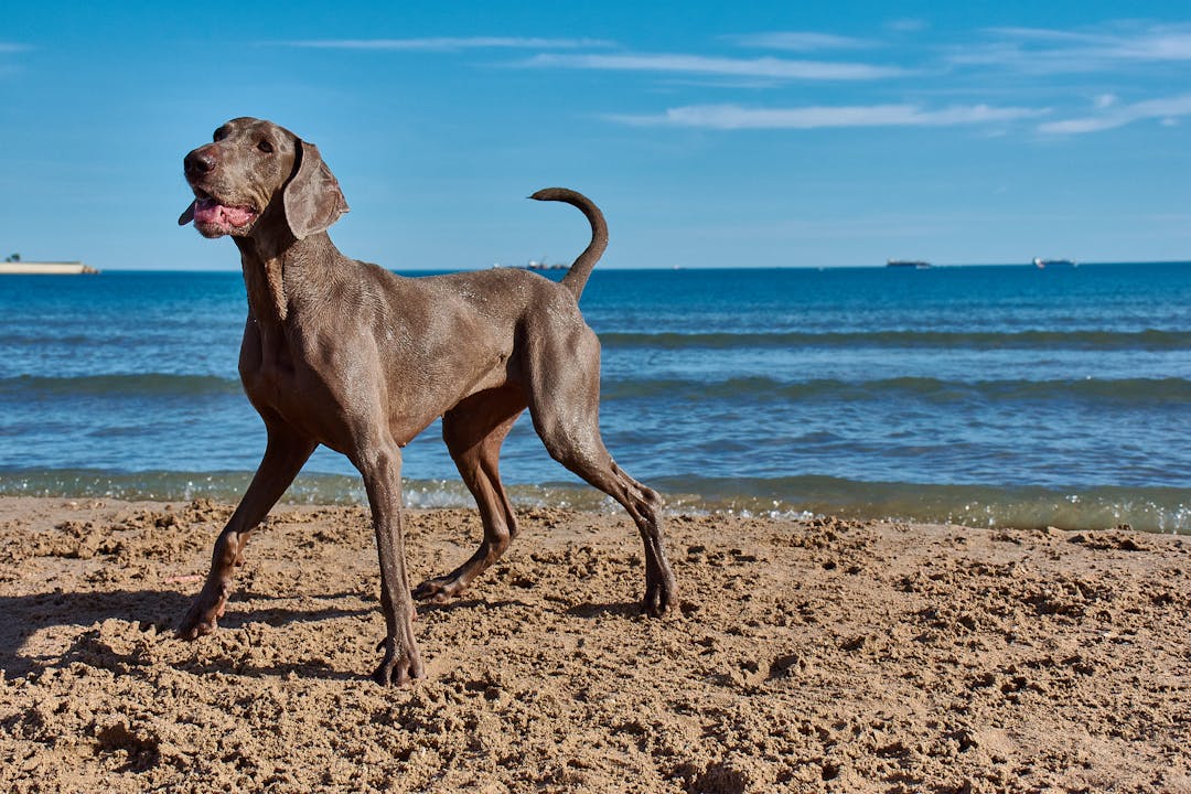 Understanding Common Weimaraner Skin Issues: A Guide