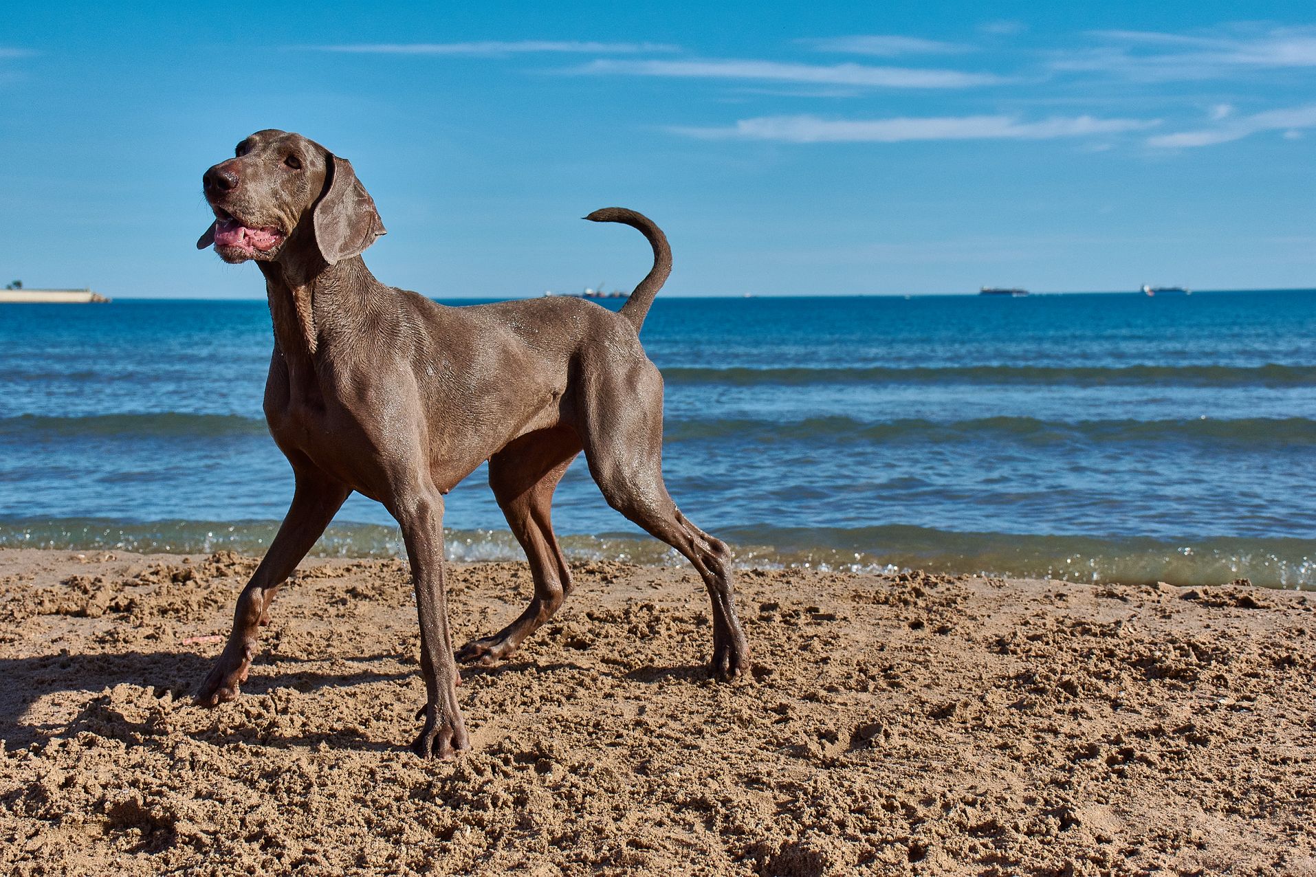 Preventing Weimaraner Health Issues with Proper Care